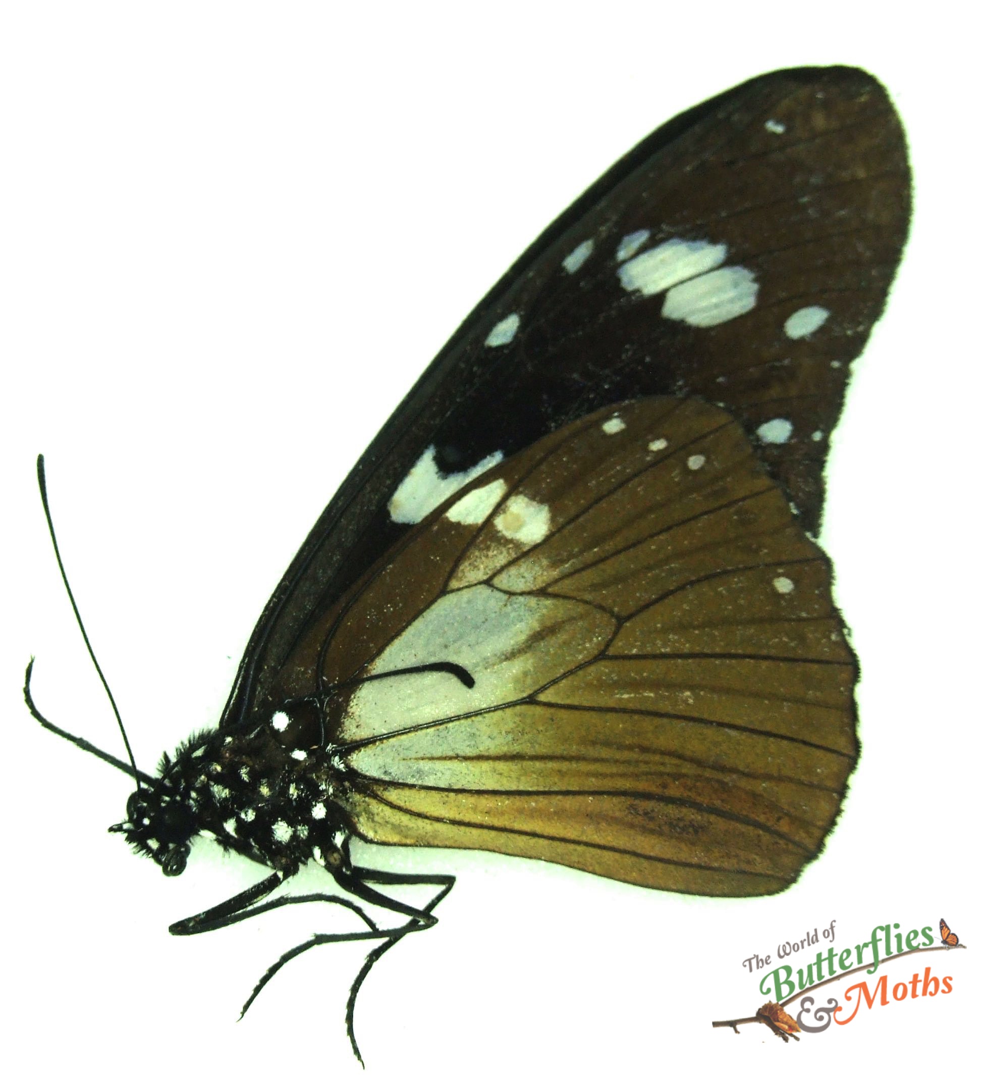 Amauris hecate Scarce Monk AFRICA - World of Butterflies and Moths
