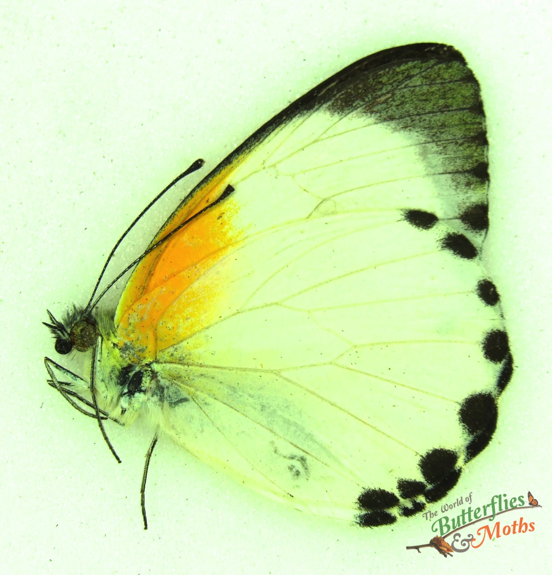 Appias sylvia Woodland Albatross C.A.R - World of Butterflies and Moths