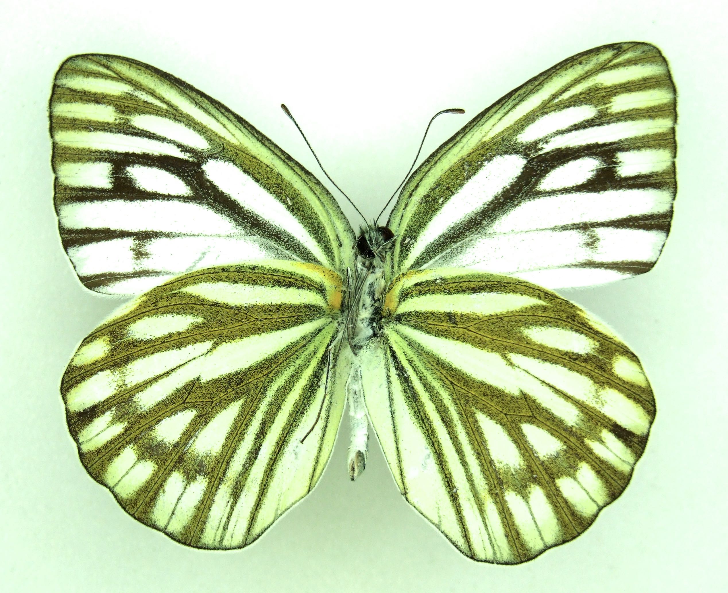 Wholesale Cepora nerissa CHINA - World of Butterflies and Moths