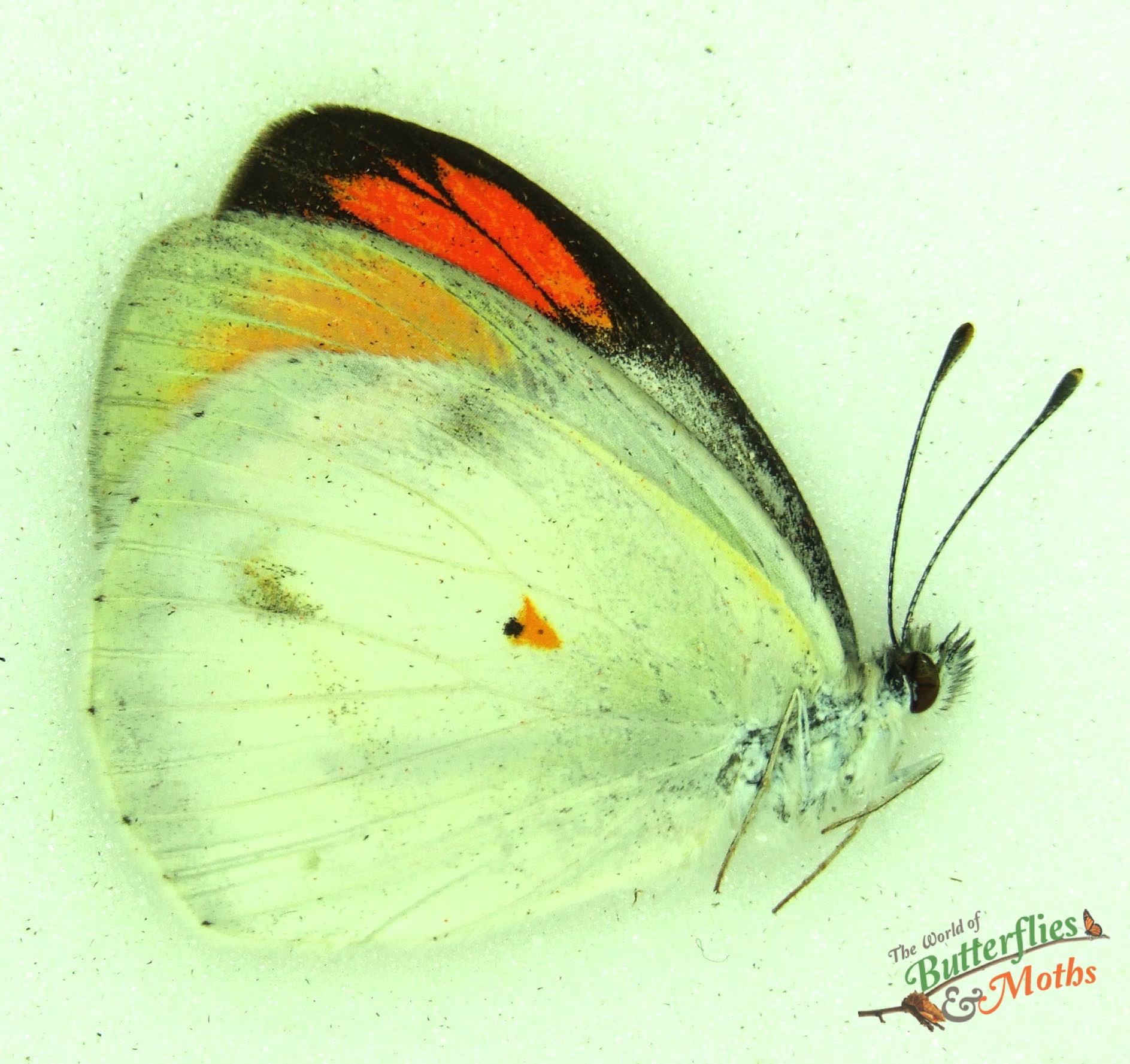 Colotis (evippe) euippe C.A.R (Male A1-) - World of Butterflies and Moths