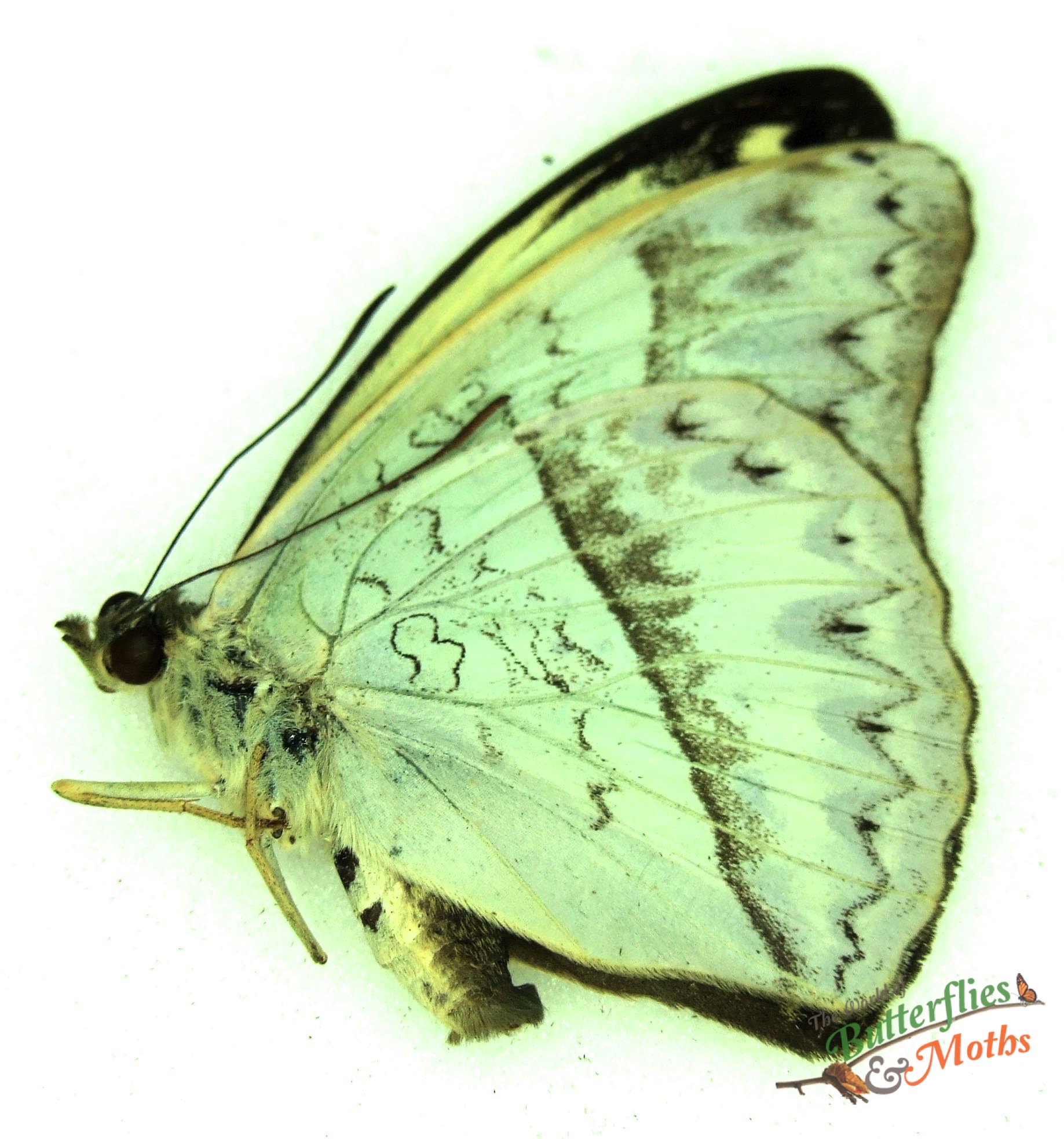 Cymothoe caenis Common Glider Africa - World of Butterflies and Moths