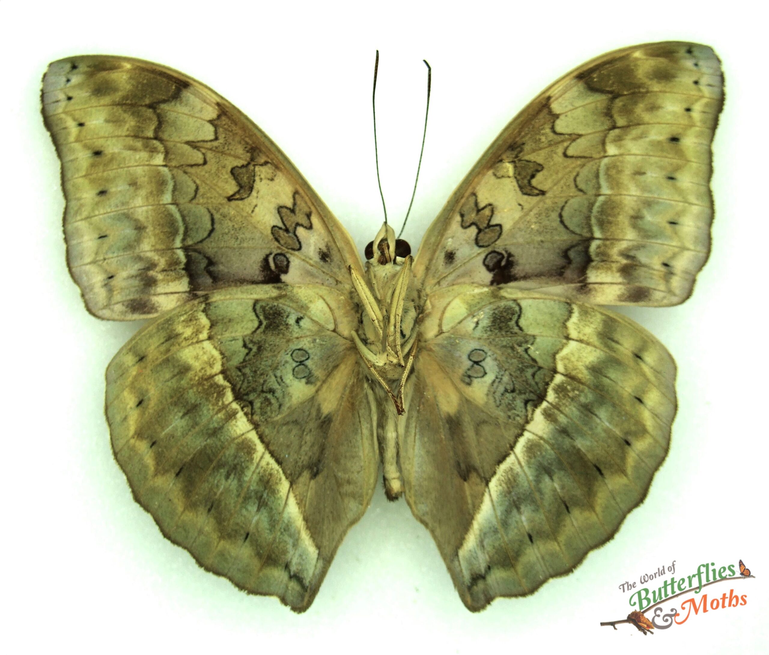 Cymothoe egesta Common Yellow Glider CAMEROON - World of Butterflies ...