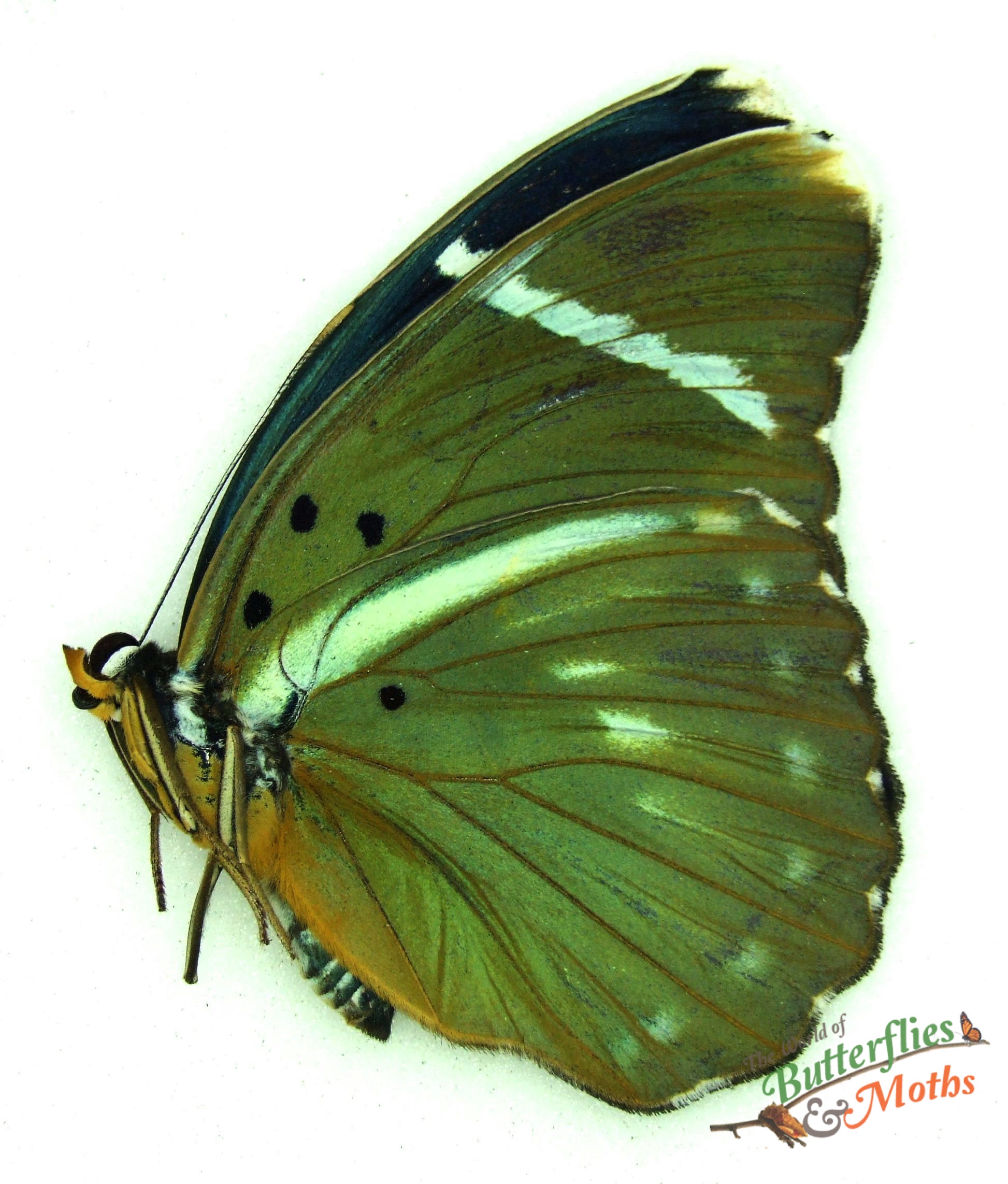 Euphaedra albofasciata C.A.R. (Female A1-) - World of Butterflies and Moths