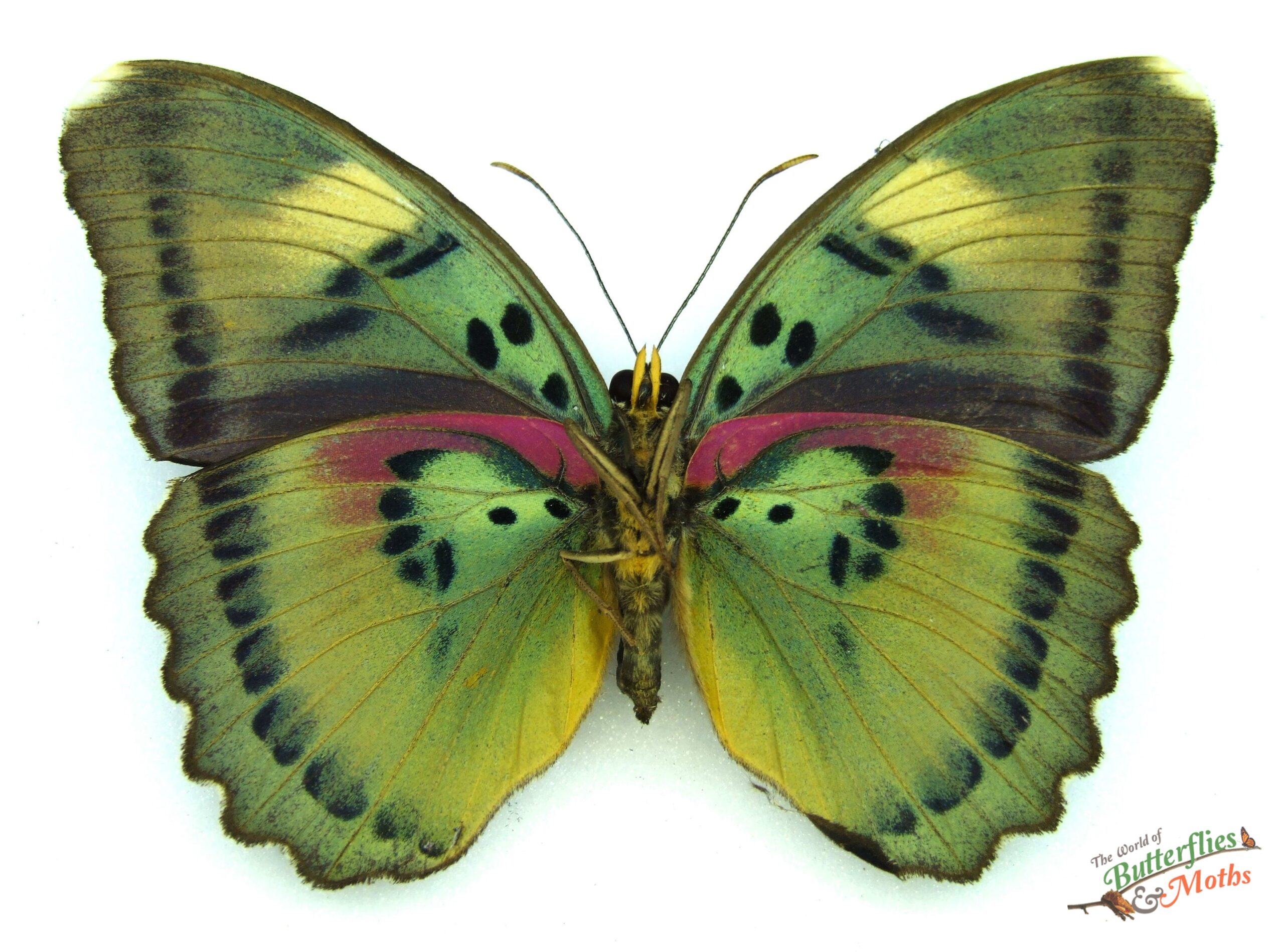 Euphaedra ansorgei C.A.R. - World of Butterflies and Moths