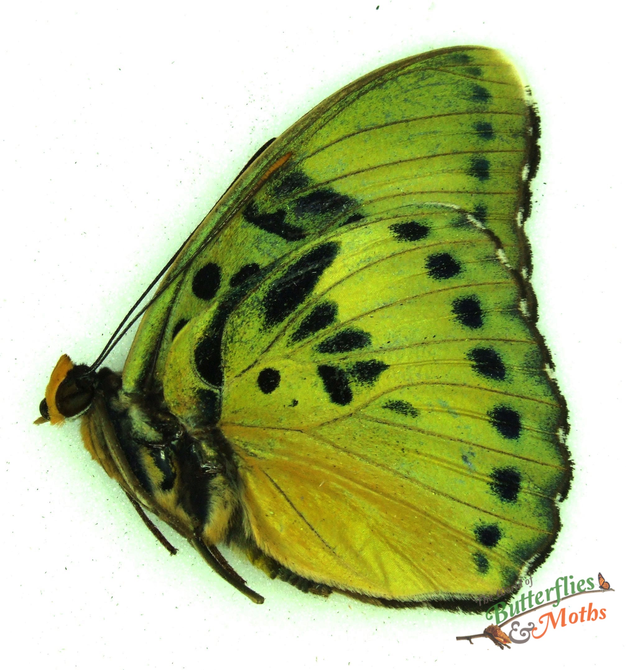 Euphaedra ceres Forester CAMEROON Female - World of Butterflies and Moths