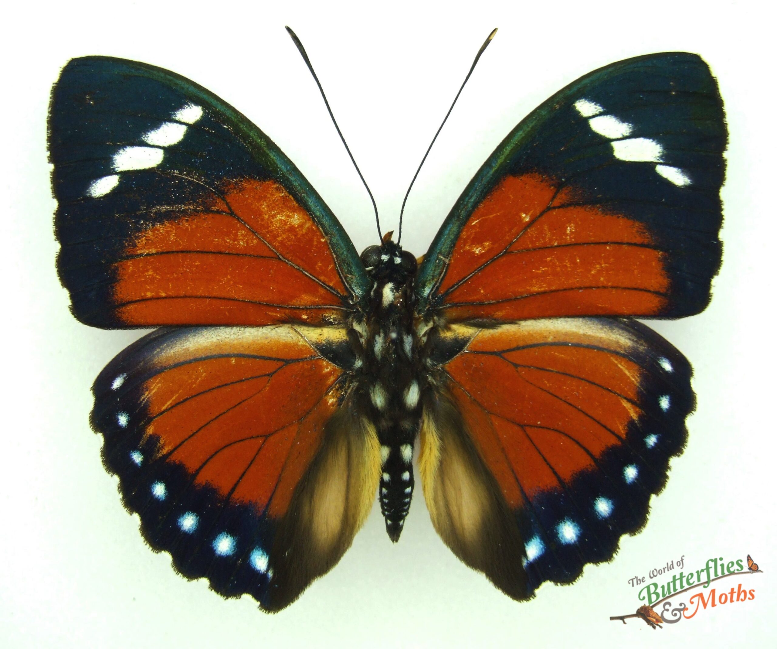 Euphaedra eleus Orange Forester CAMEROON - World of Butterflies and Moths