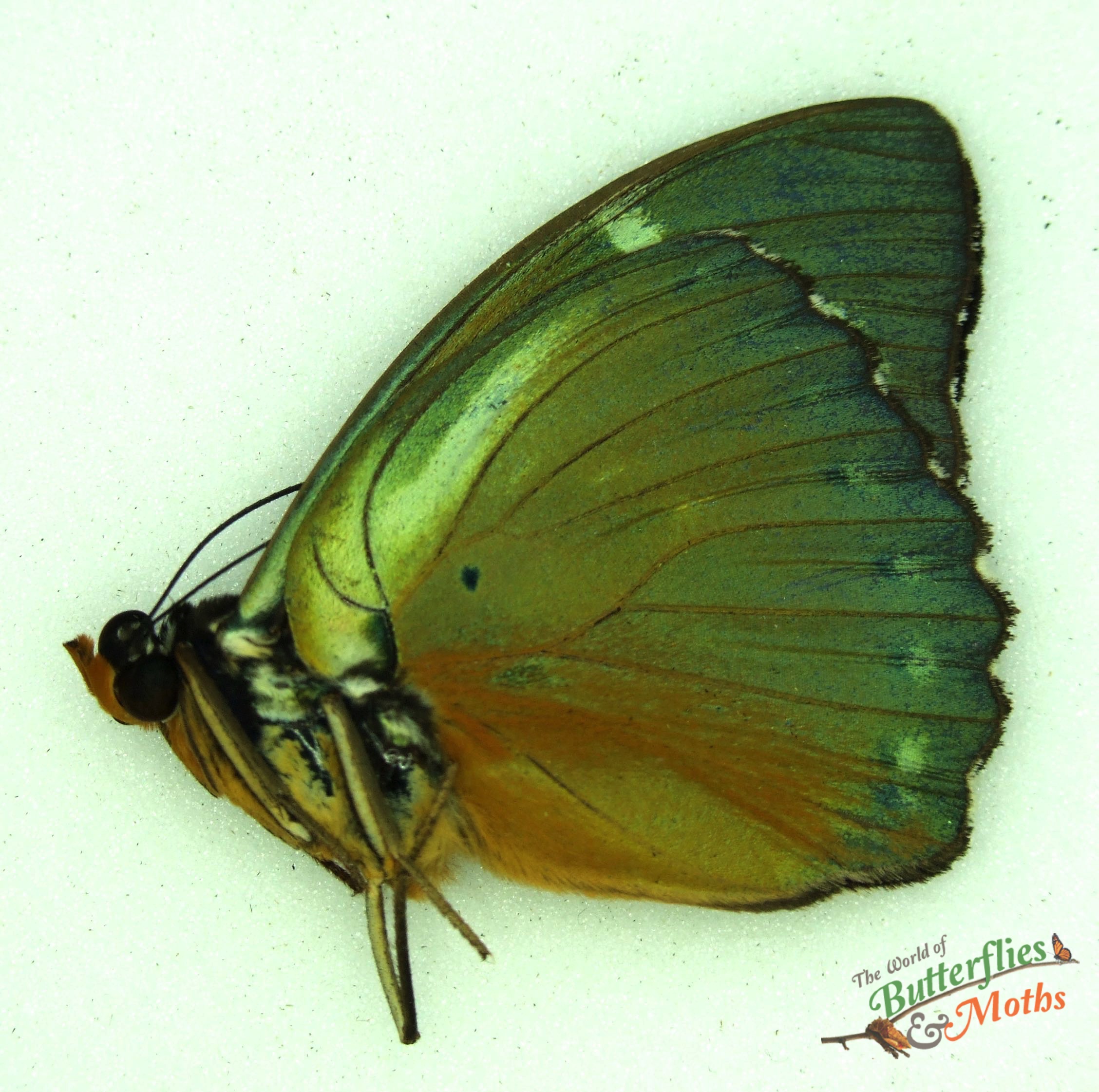 Euphaedra fascinata C.A.R. - World of Butterflies and Moths