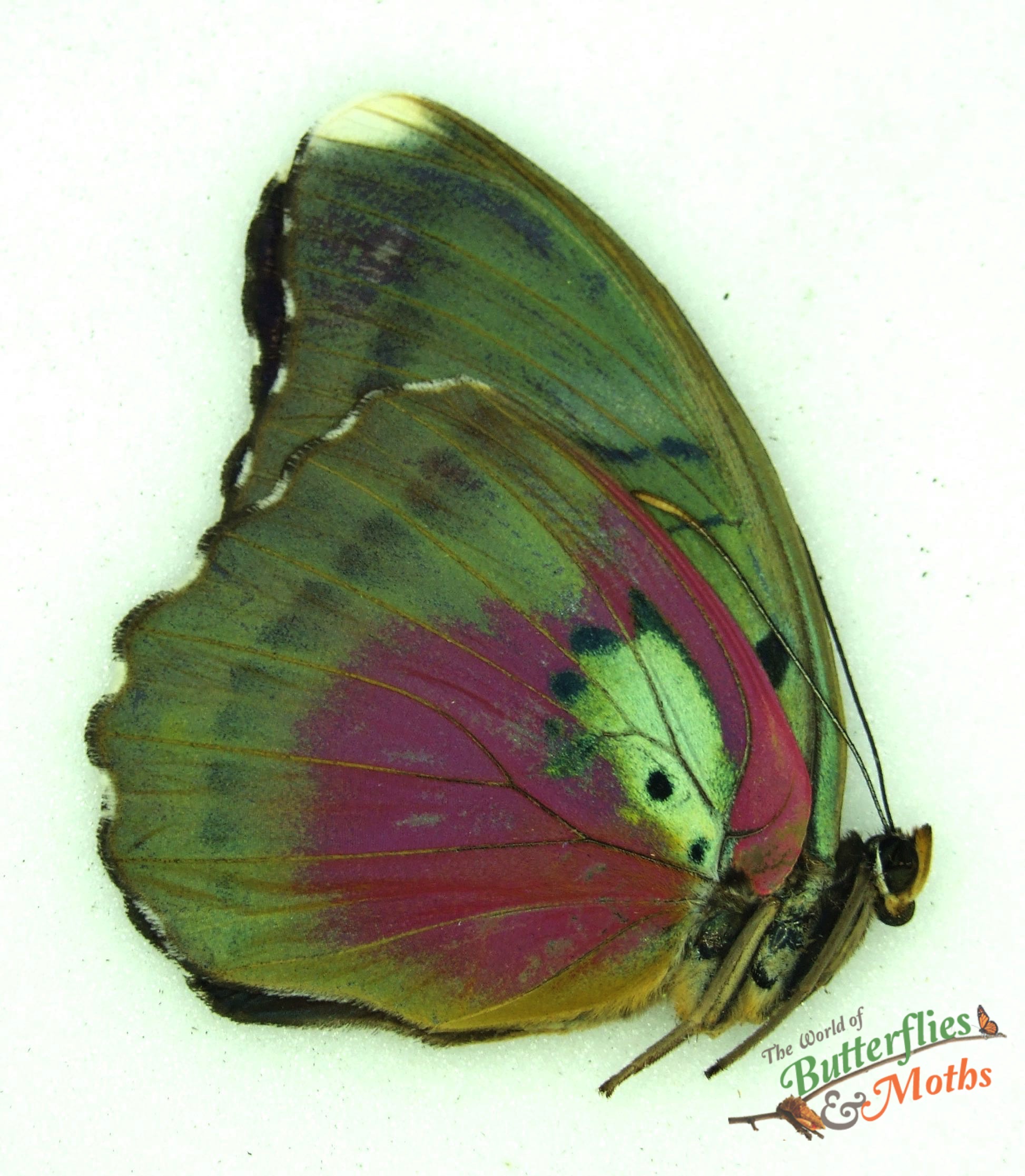 Euphaedra hollandi C.A.R (Male A-) - World of Butterflies and Moths