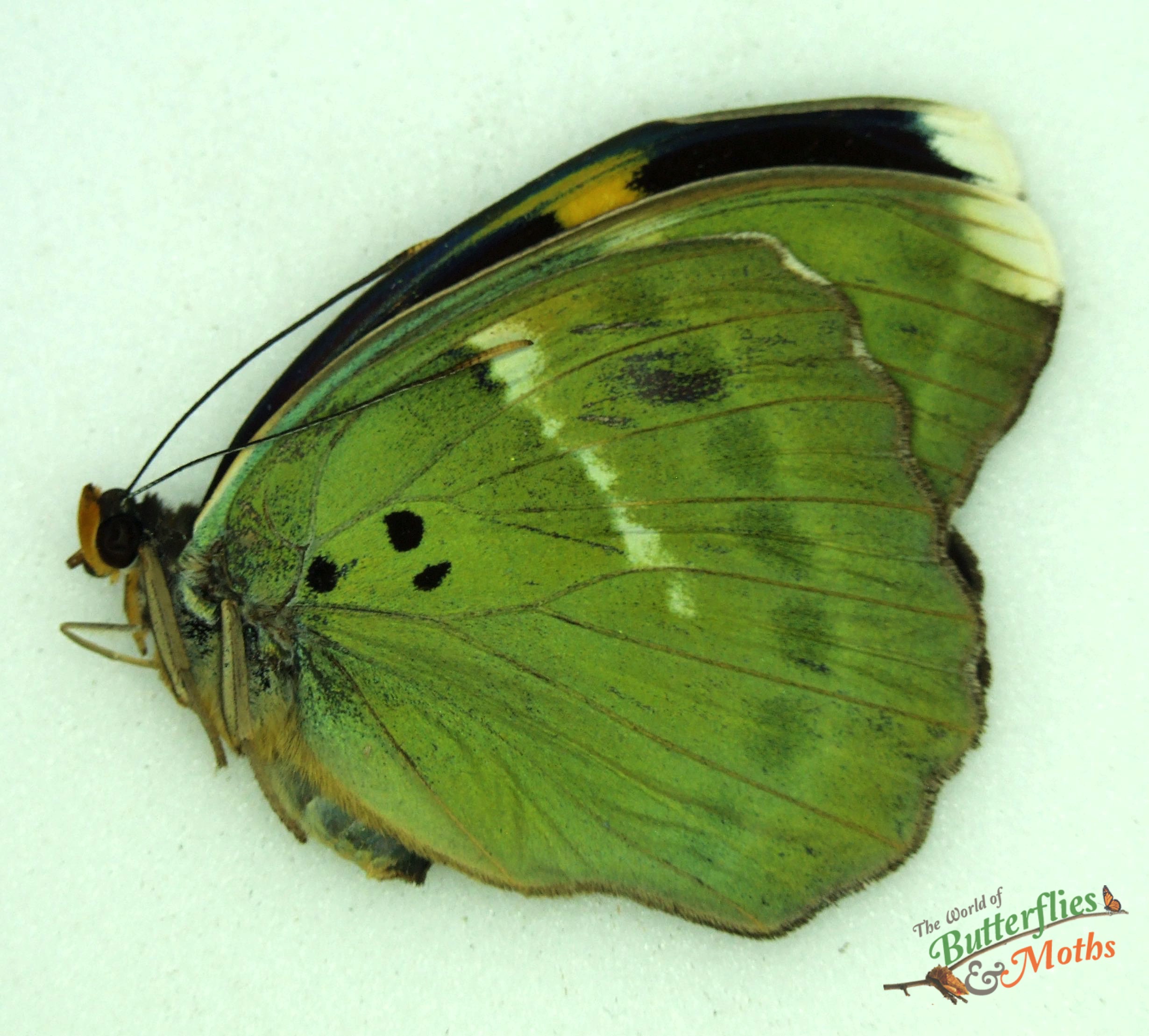 Euphaedra losinga Dark Brown Forester AFRICA - World of Butterflies and ...