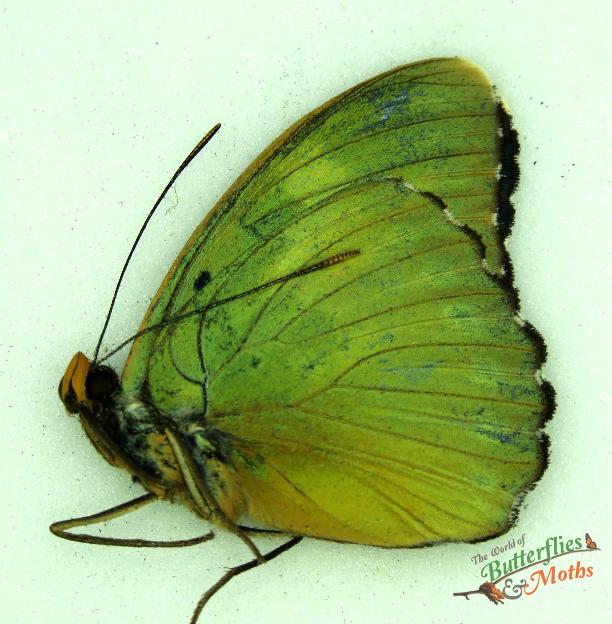 Euphaedra sarita C.A.R. (Male A1-) - World of Butterflies and Moths