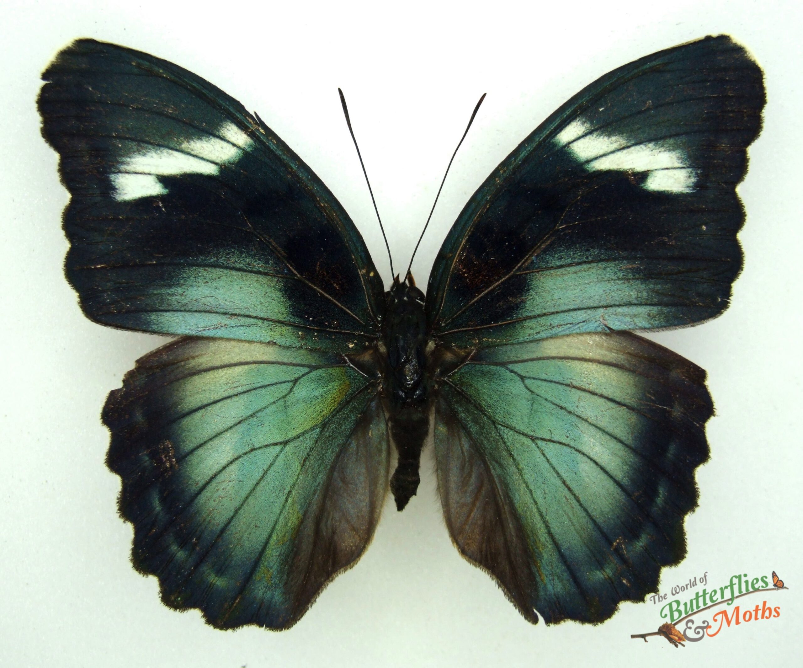 Euphaedra eberti C.A.R. (Male A-) - World of Butterflies and Moths