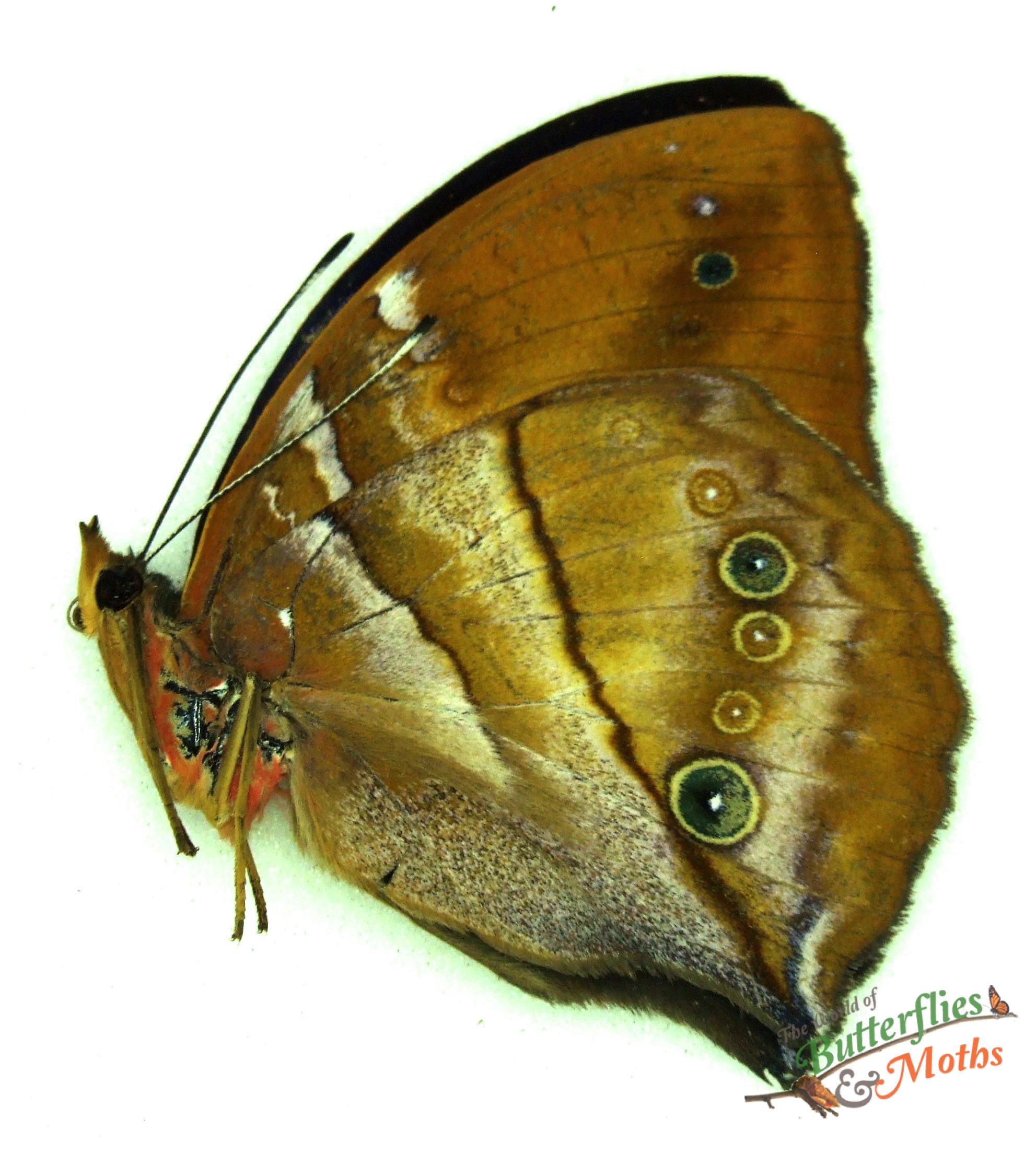 Kallimoides rumia African Leaf Butterfly AFRICA - World of Butterflies ...