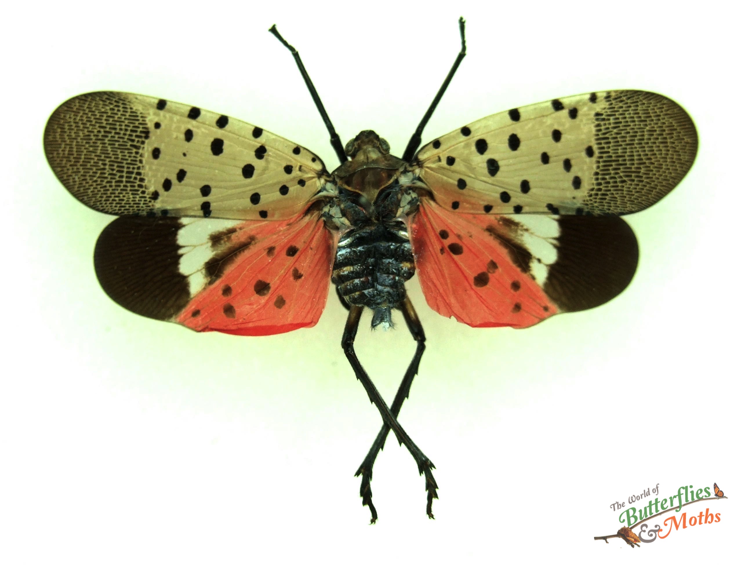 Lycorma delicatula Spotted Lanternfly CHINA (A1-) - World of ...