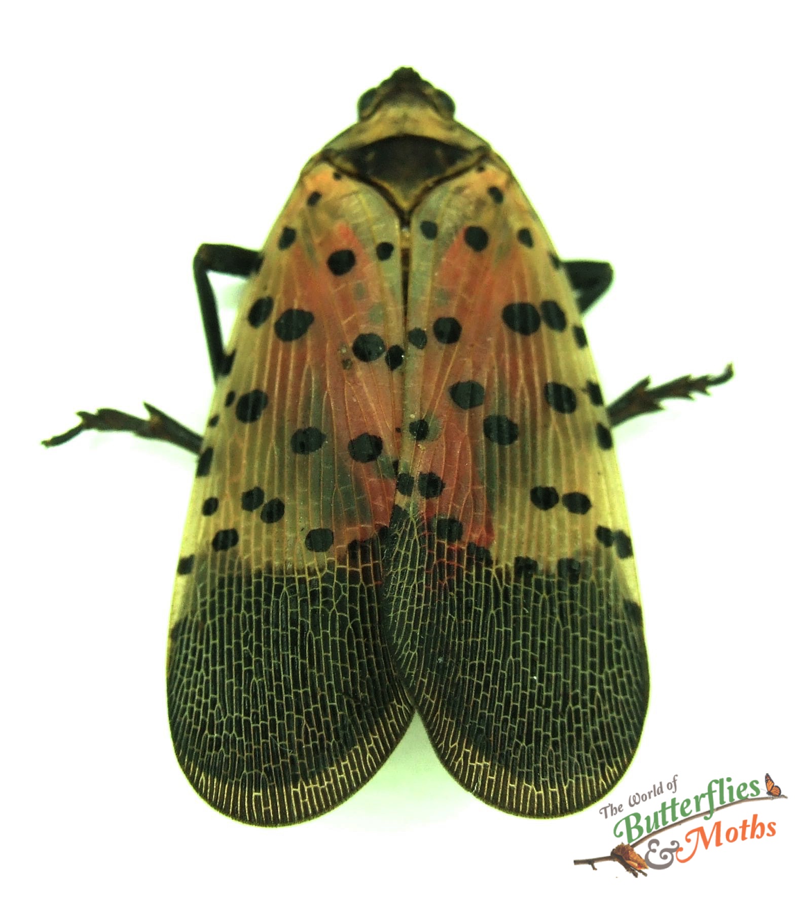 Lycorma delicatula Spotted Lanternfly CHINA (A1-) - World of ...