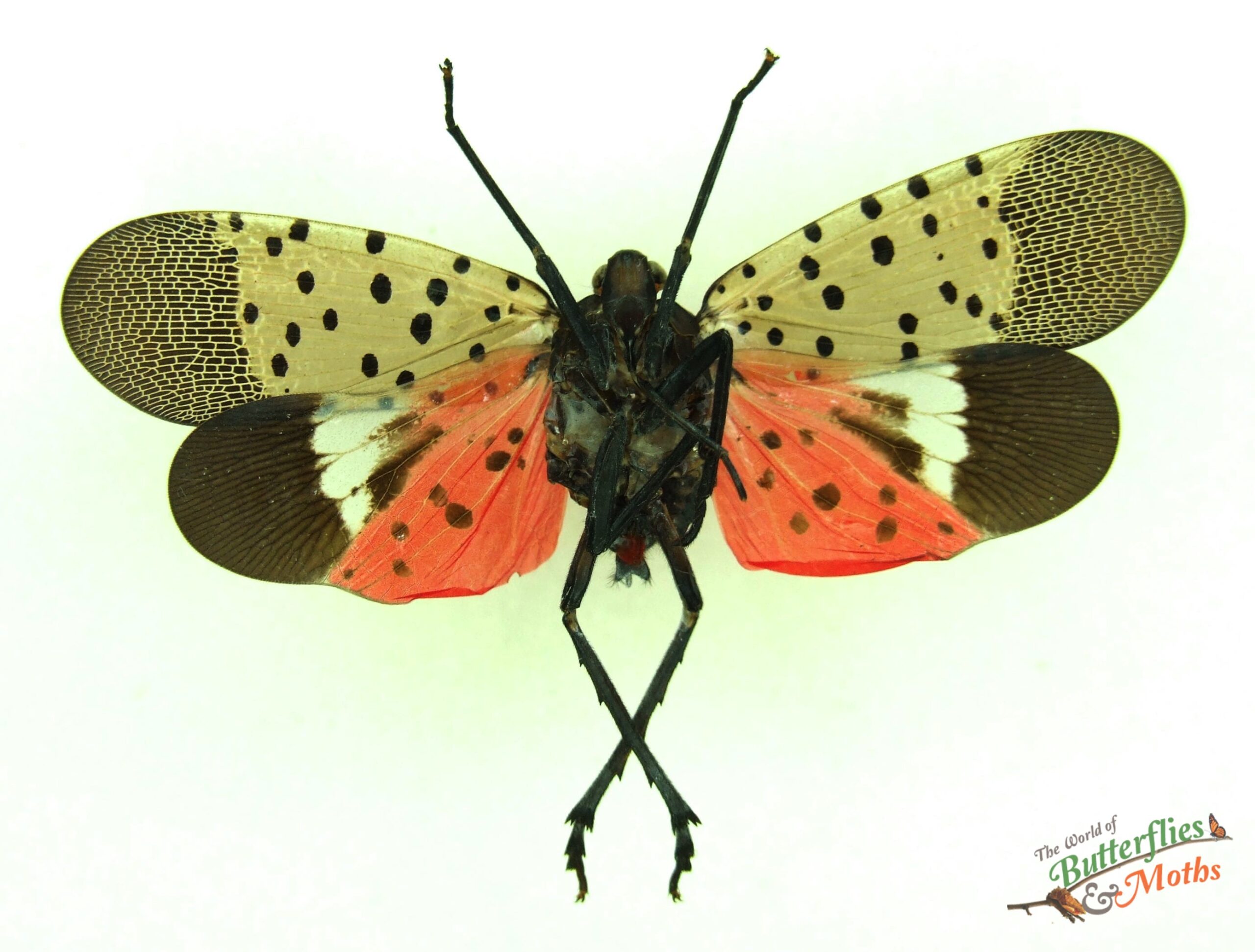 Lycorma delicatula Spotted Lanternfly CHINA (A1-) - World of ...