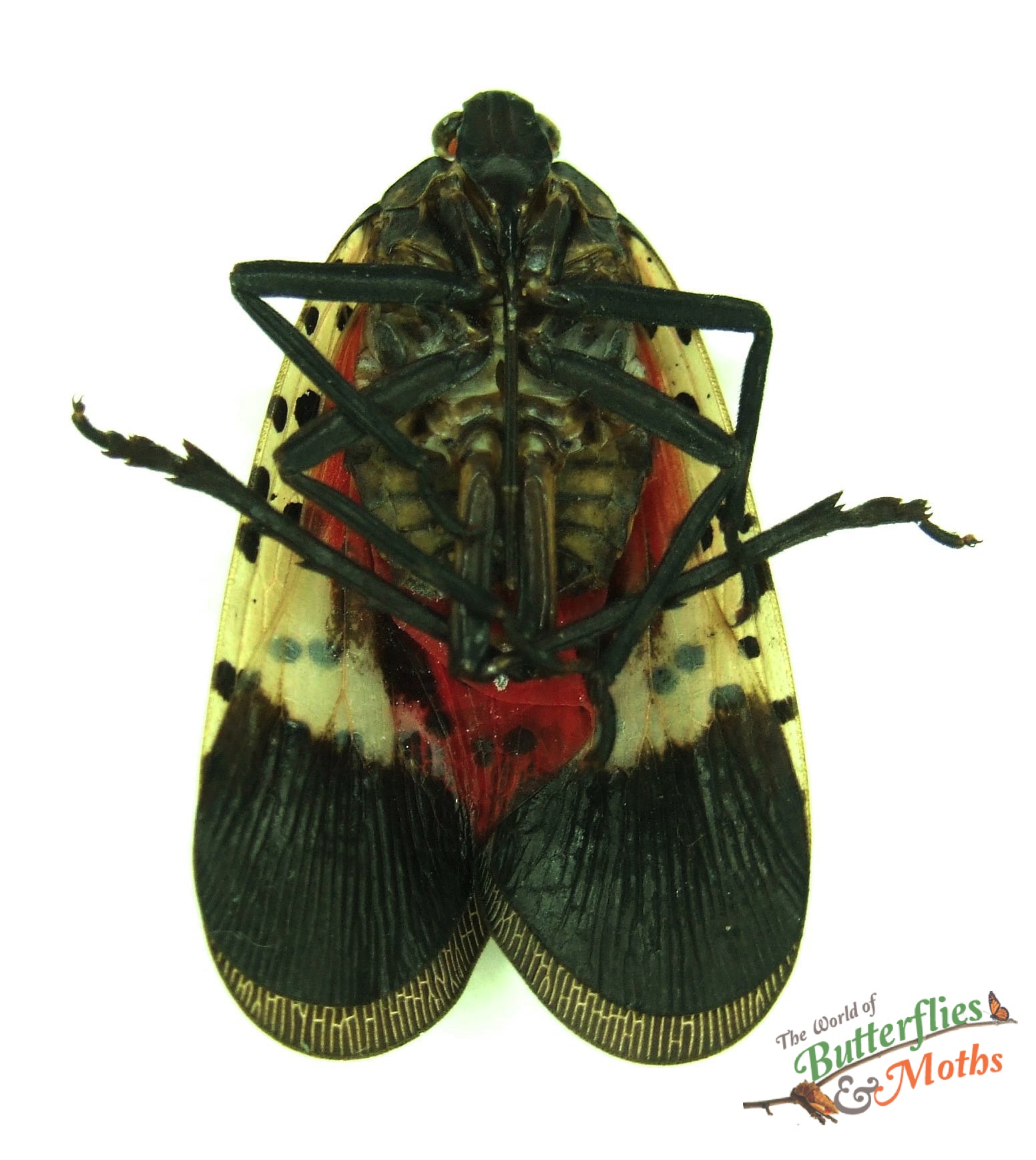 Lycorma delicatula Spotted Lanternfly CHINA (A1-) - World of ...