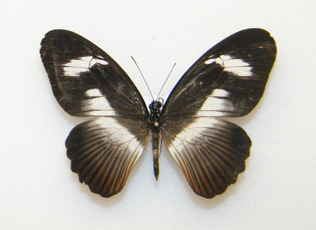 Papilio cynorta White Banded Swallowtail C.A.R. Female (A-/A1-) - World ...