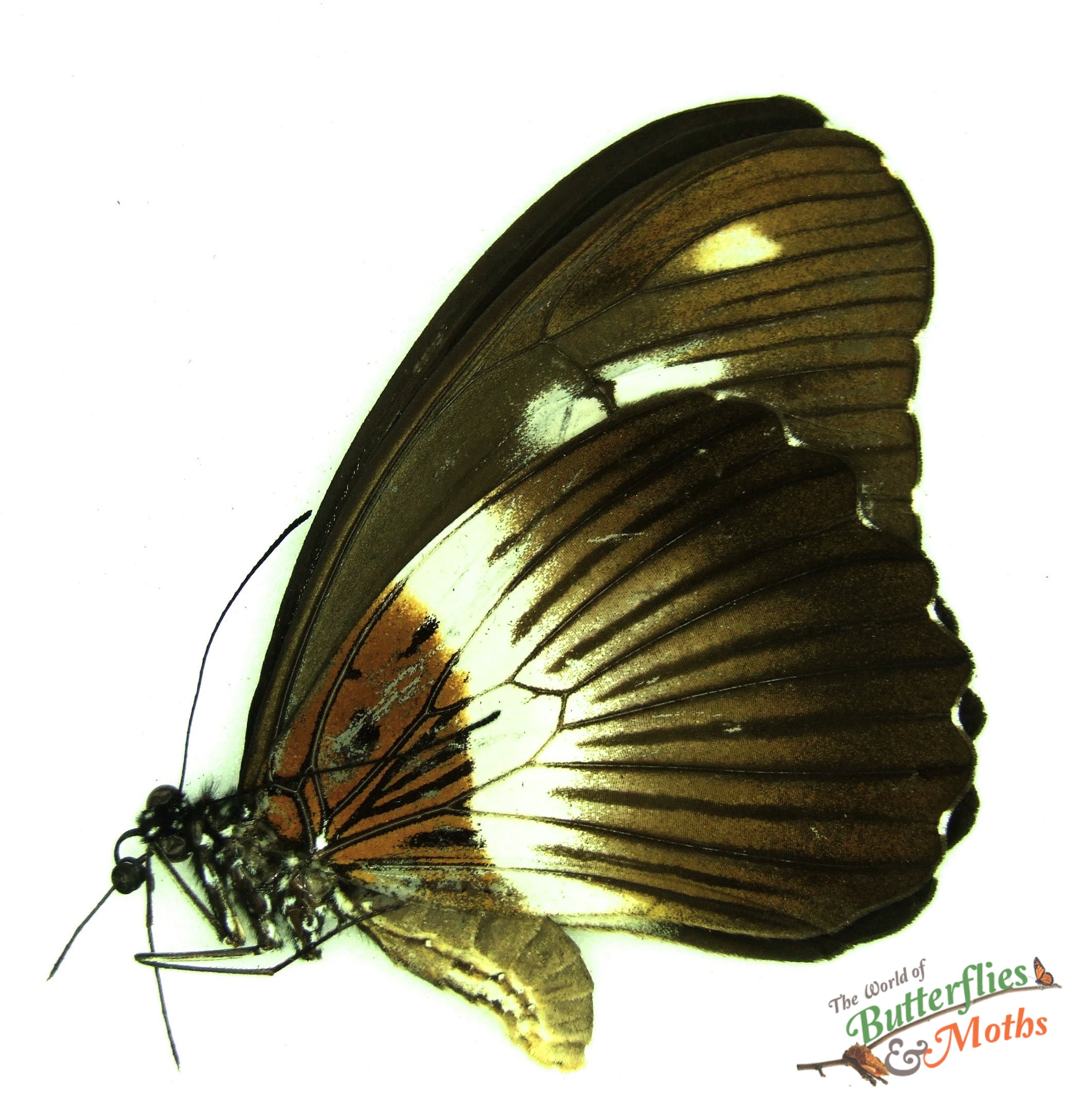 Papilio cyproeofila C.A.R. (A-/A1-) - World of Butterflies and Moths