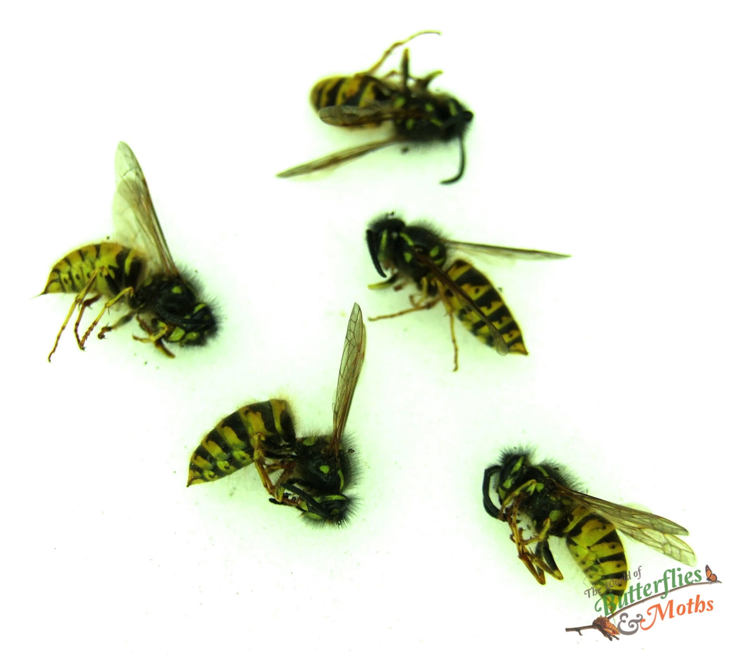 Vespula vulgaris Common Wasp England (5 x workers) - World of ...