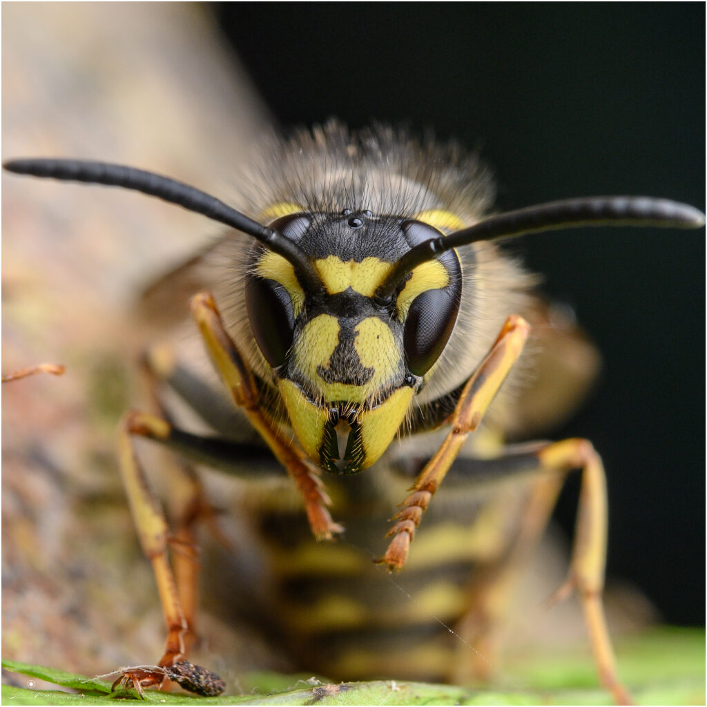 Vespula vulgaris Common Wasp England (5 x workers) - World of ...