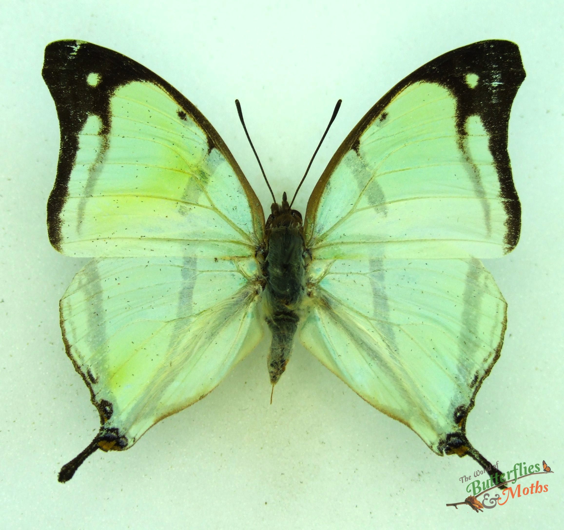 Charaxes kahldeni Tailed Mint-Green Charaxes AFRICA - World of ...