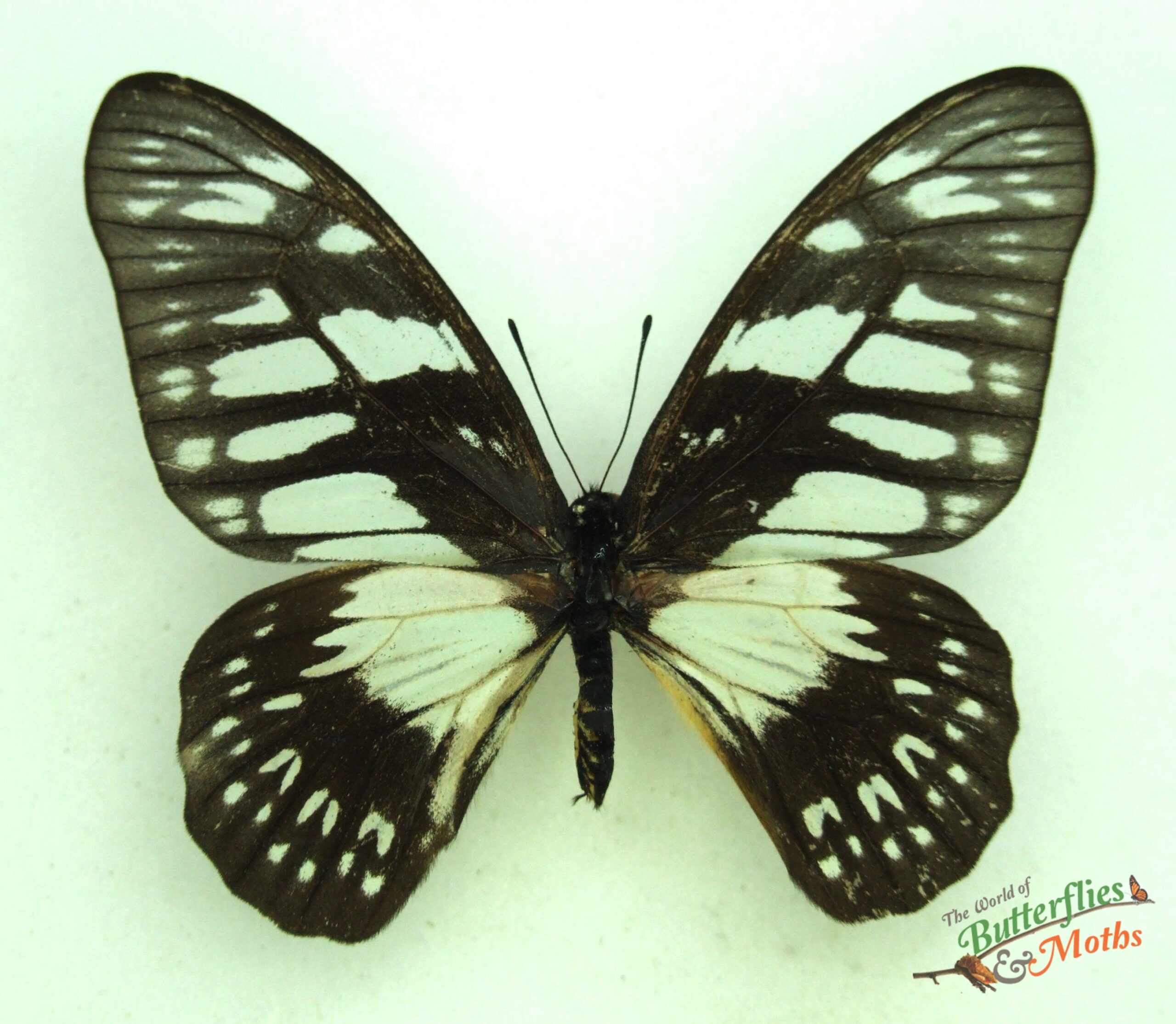 Graphium adamastor Boisduval's White Lady C.A.R (Male A1-) - World of ...