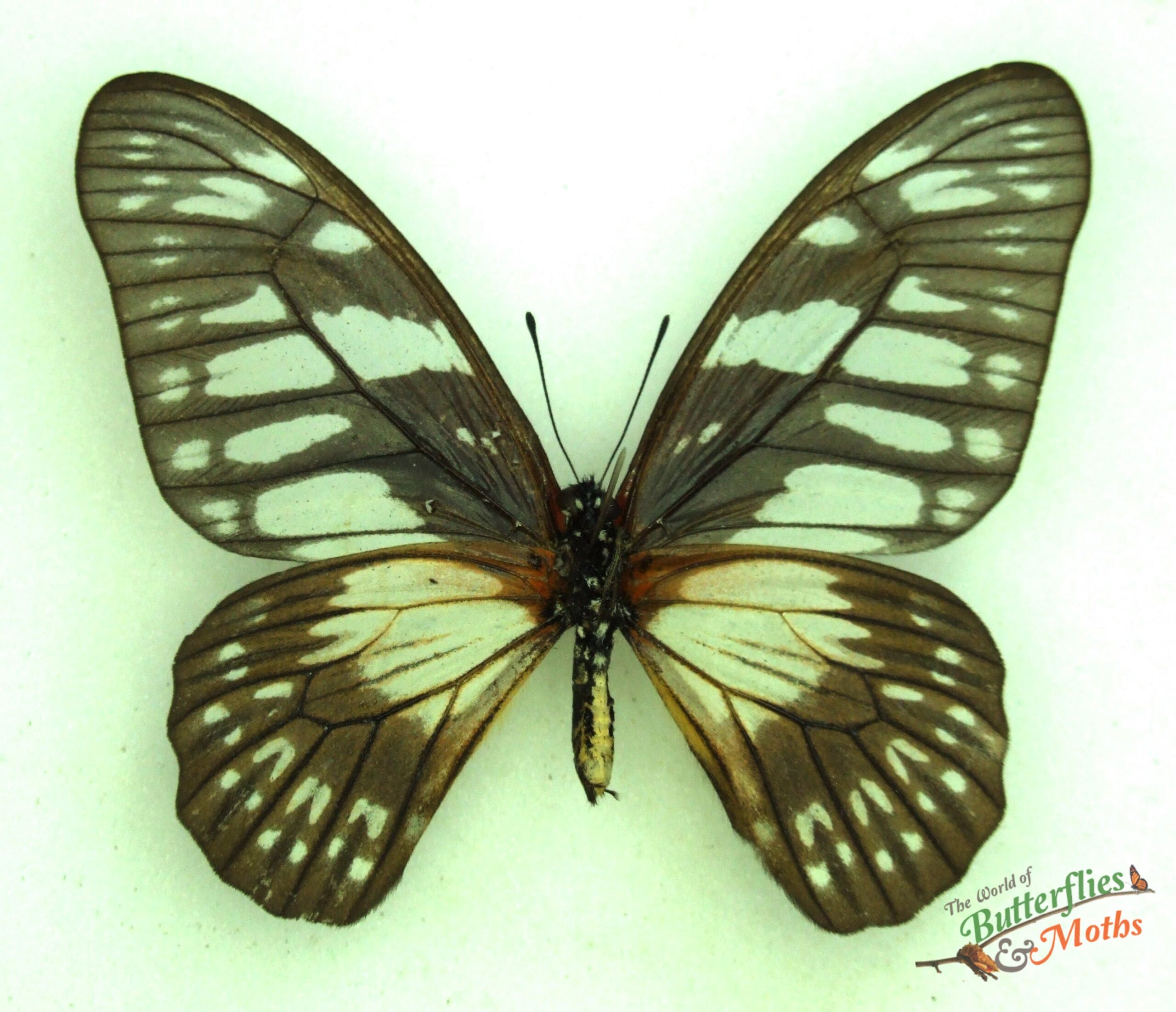 Graphium adamastor Boisduval's White Lady C.A.R (Male A1-) - World of ...