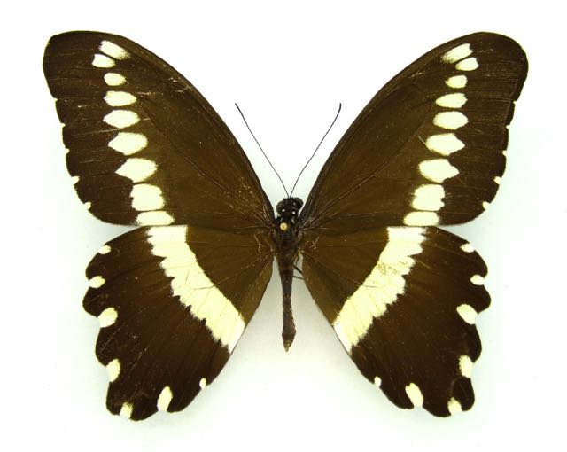 Papilio gallienus Narrow Banded Swallowtail Africa - World of ...