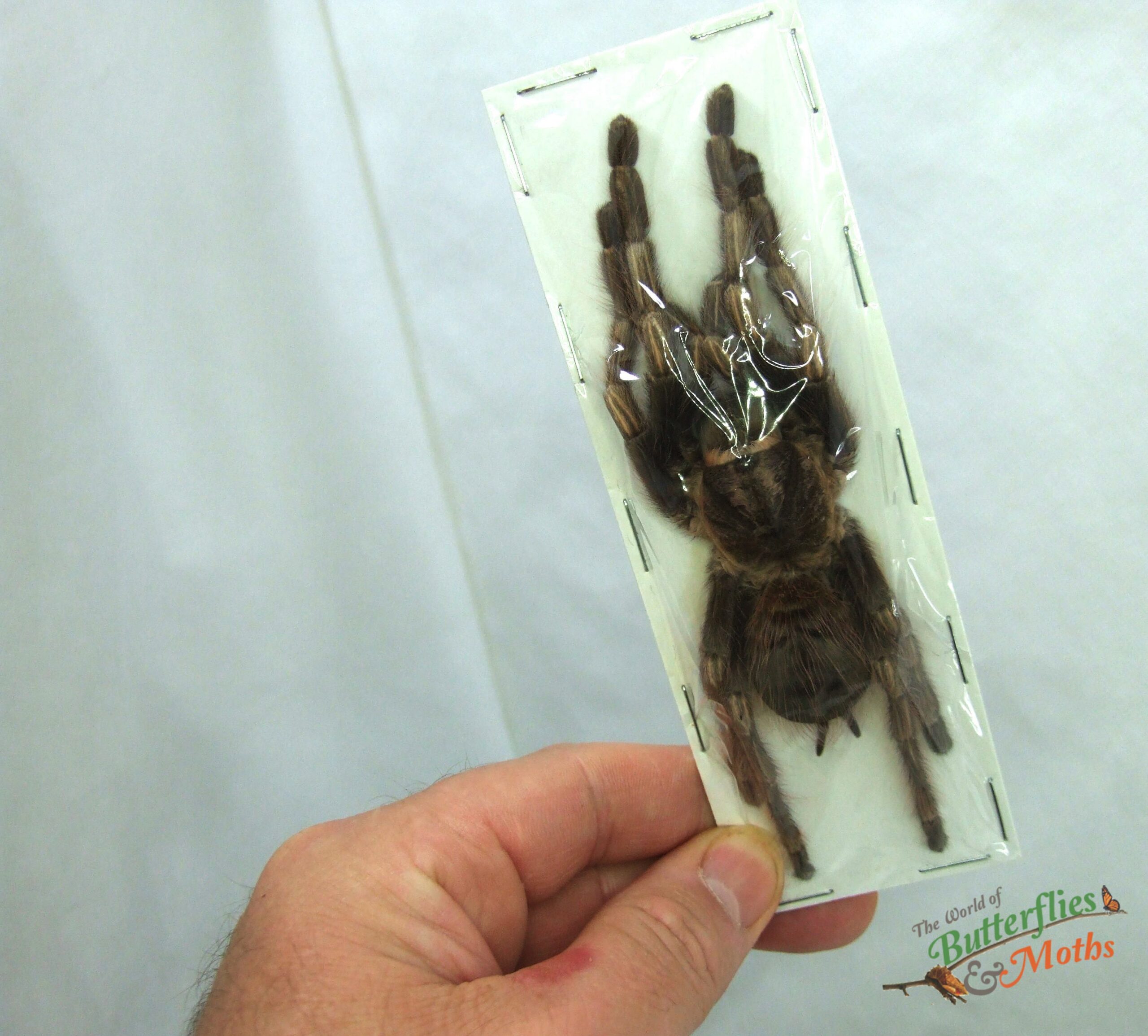 Spider Acanthoscurria insubtilis Mouse Brown Tarantula BRAZIL - World ...
