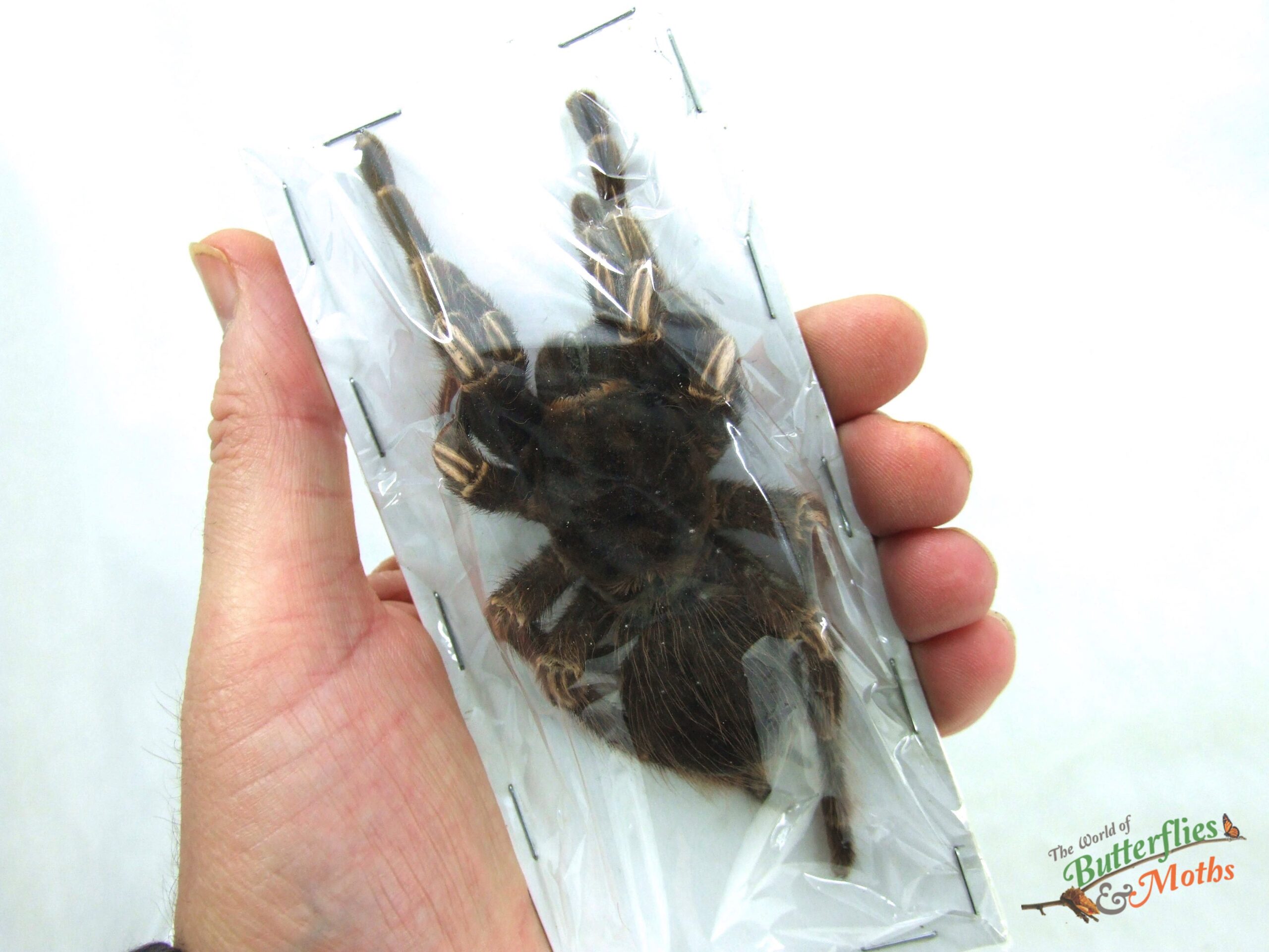 Spider Acanthoscurria juruenicola Orange Banded Tarantula BRAZIL ...