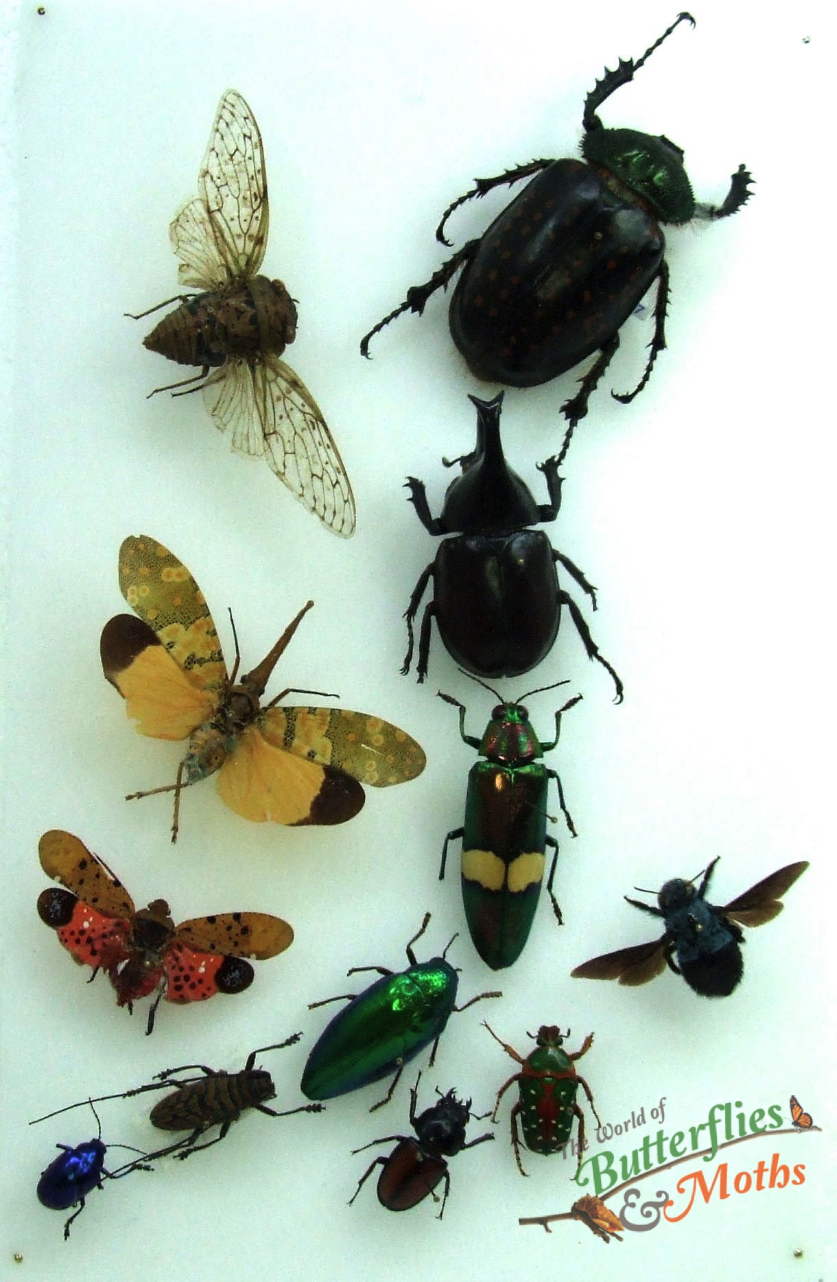 Natural History Specimens A2 Beetles and Insect Collection CL02 - World ...