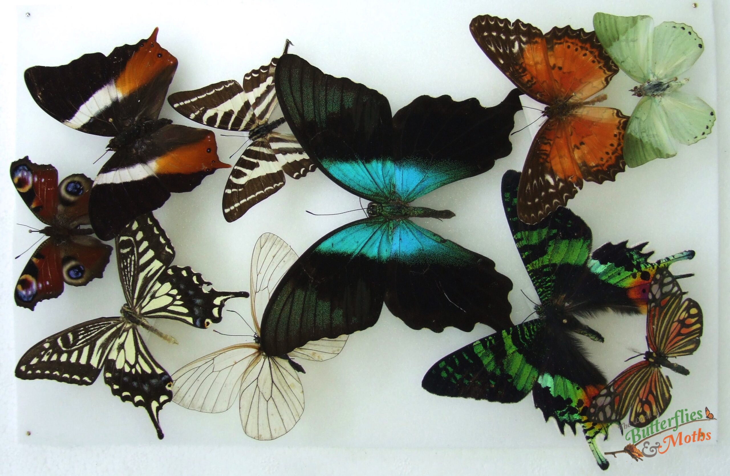 Natural History Specimens A2 Butterfly Moth Collection CL04 - World of ...