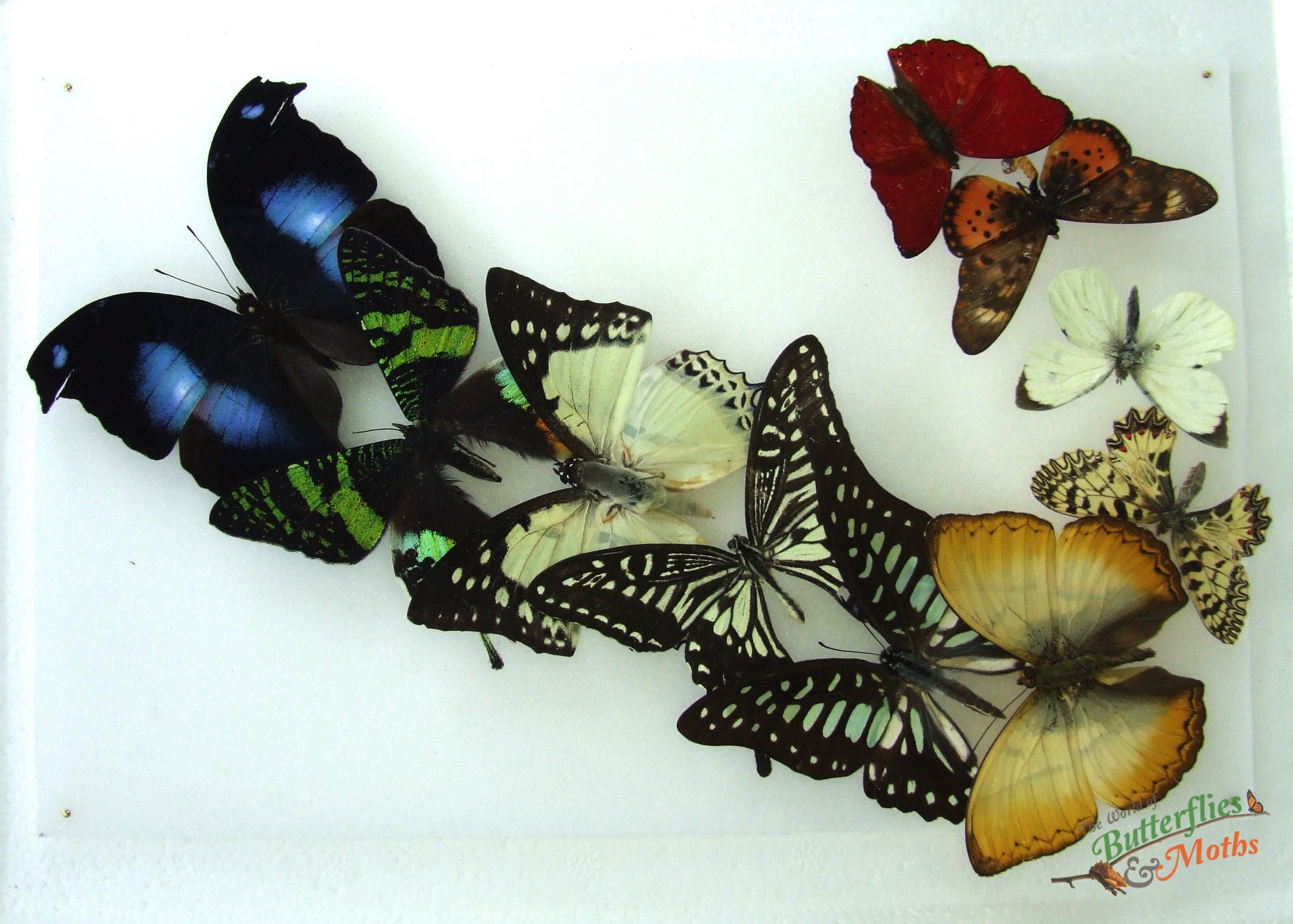 Natural History Specimens A2 Butterflies Moth Collection CL09 - World ...