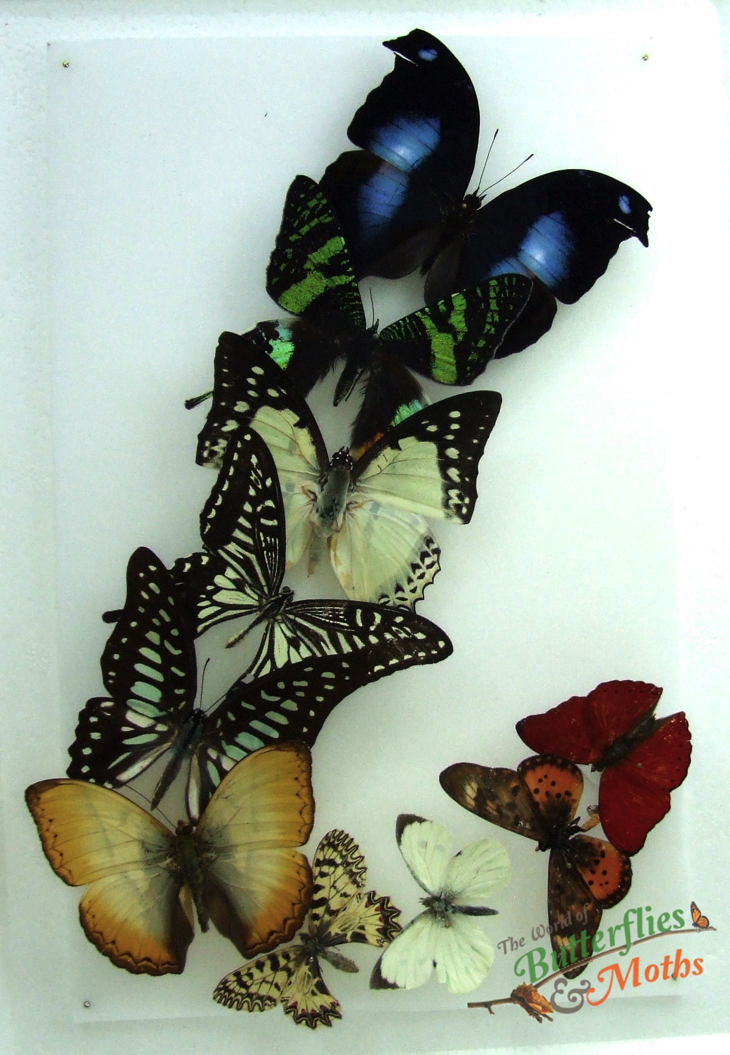 Natural History Specimens A2 Butterflies Moth Collection CL09 - World ...
