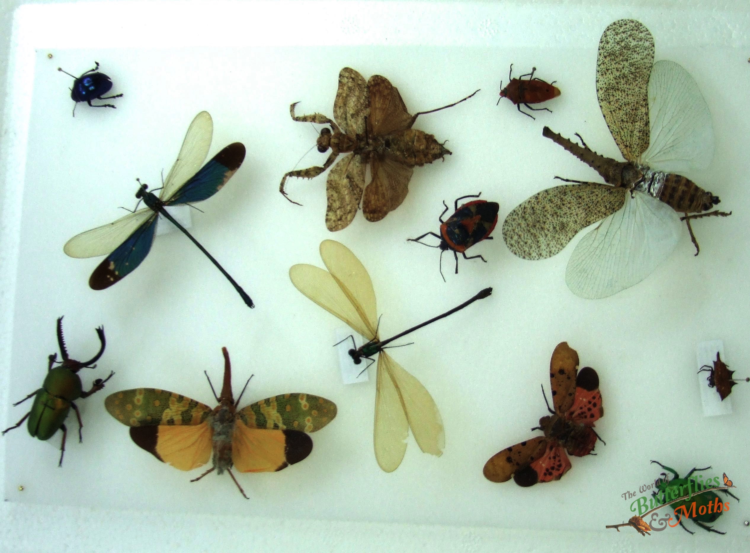 Natural History Specimens A2 Insect Beetle Collection CL08 - World of ...