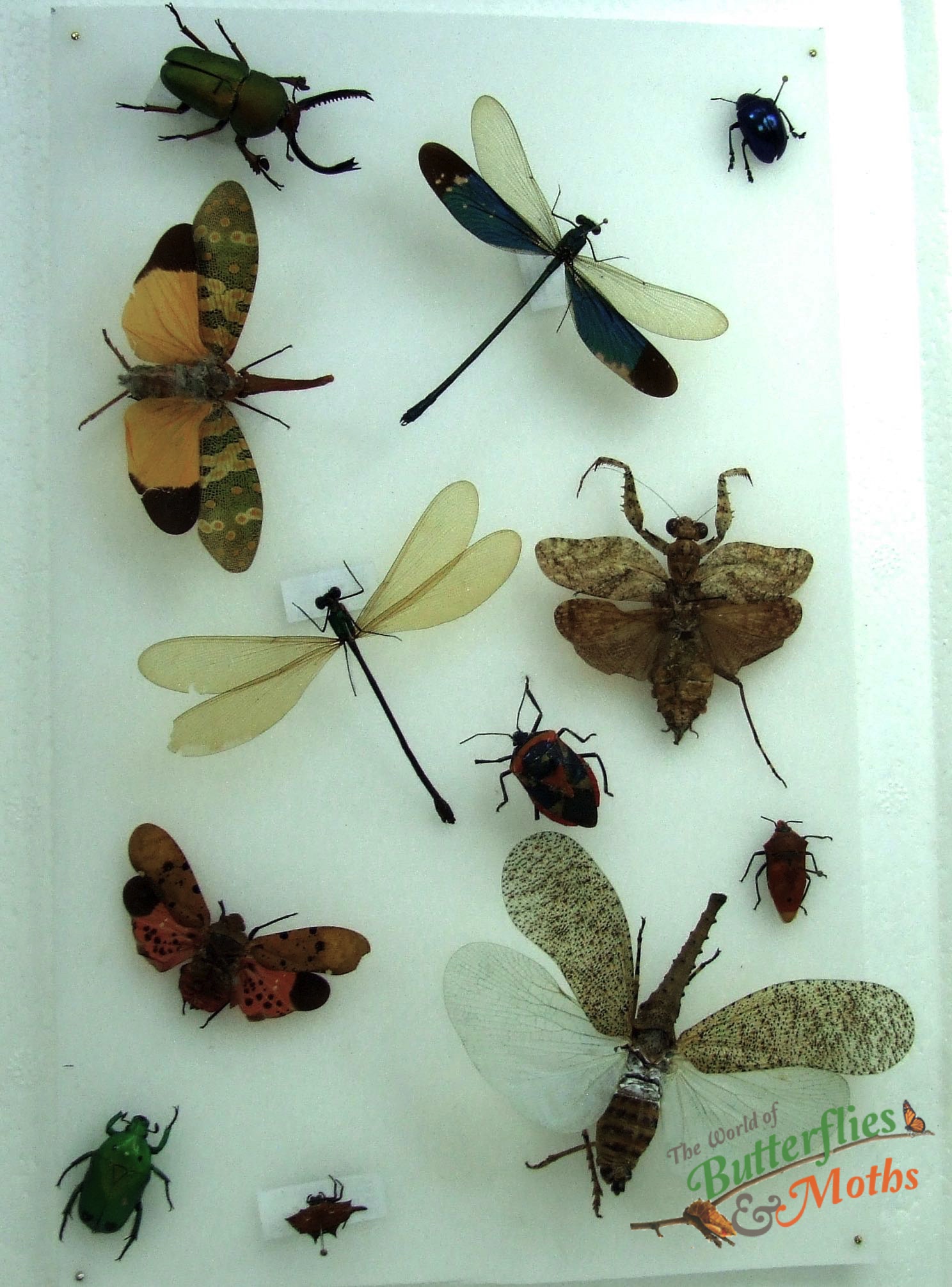 Natural History Specimens A2 Insect Beetle Collection CL08 - World of ...