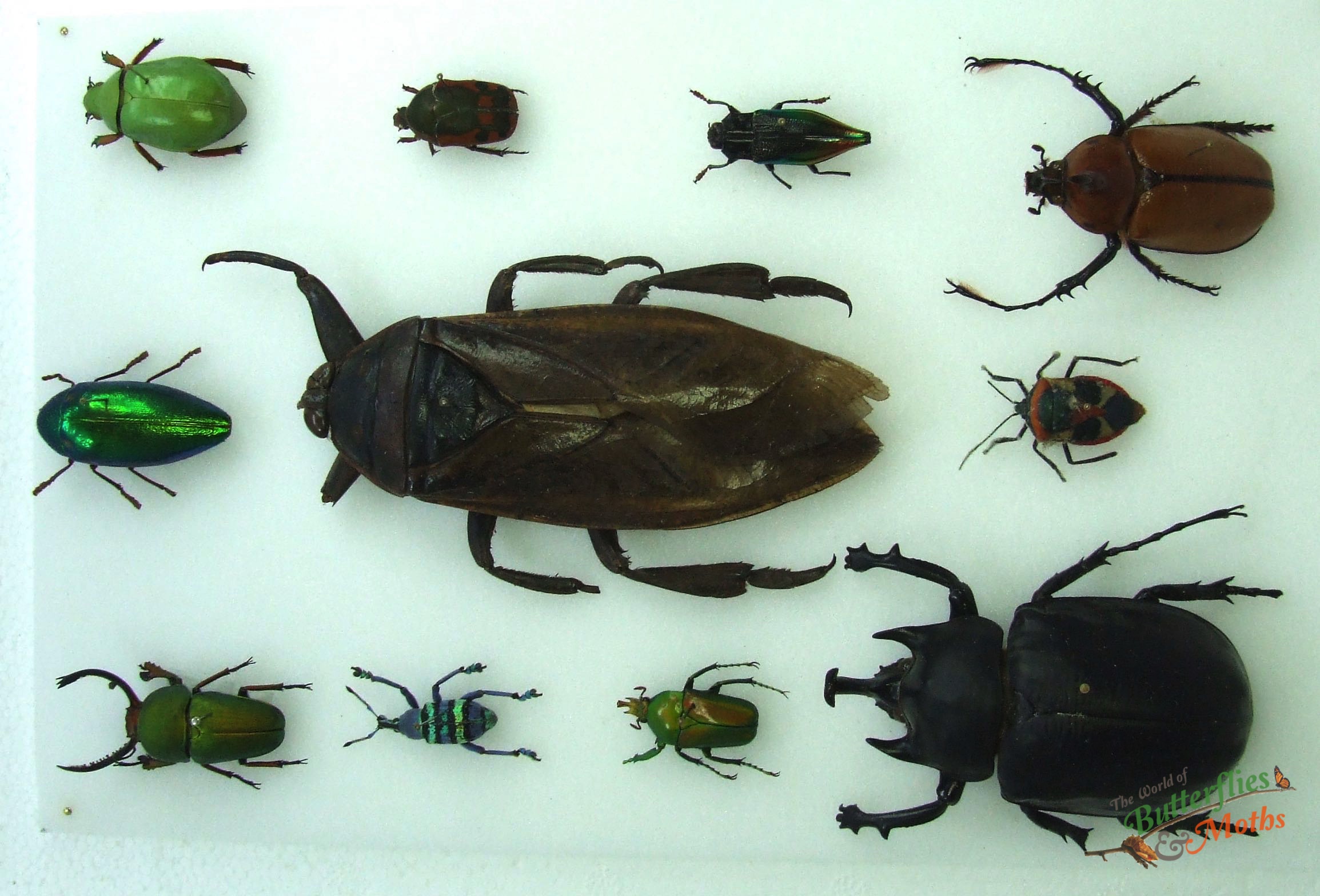 Natural History Specimens A2 Insect Beetles Collection CL10 - World of ...