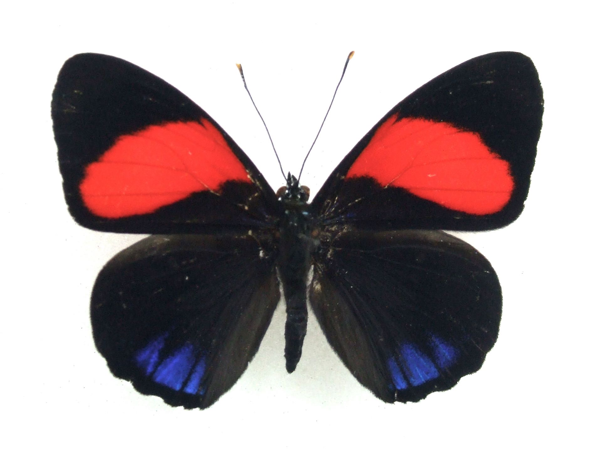 Callicore felderi cajetani PERU (A-) - World of Butterflies and Moths