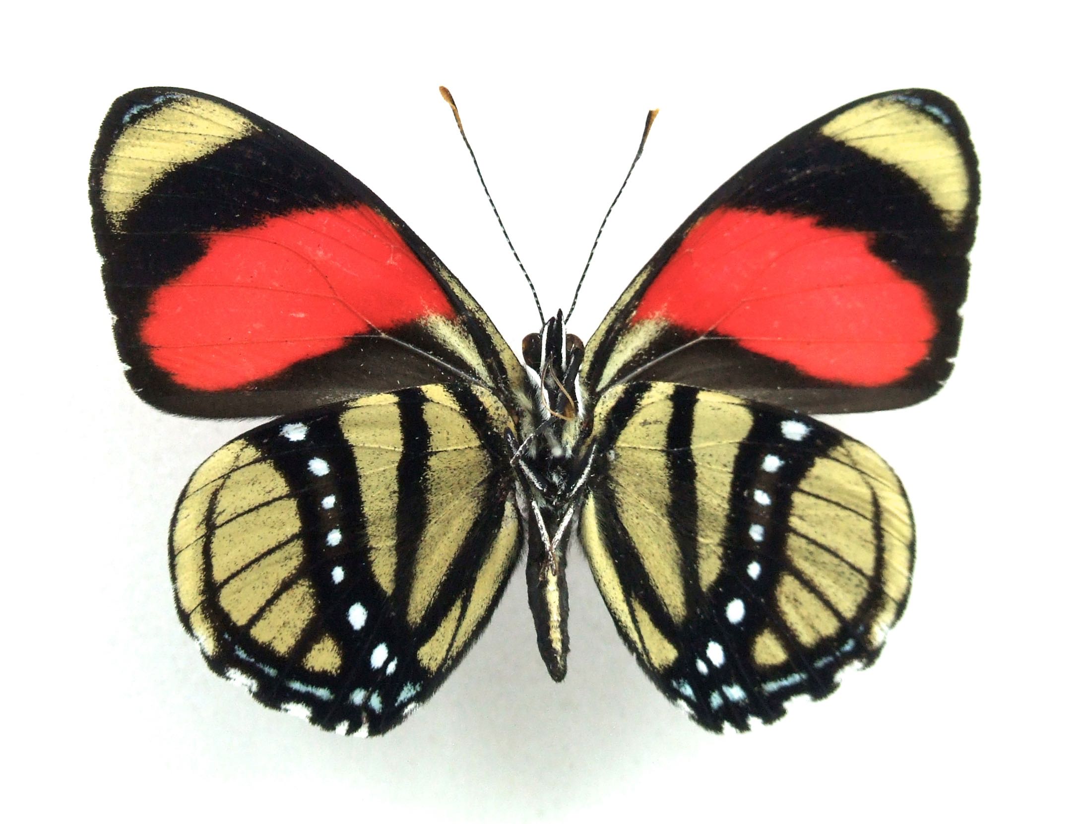 Callicore felderi cajetani PERU (A-) - World of Butterflies and Moths