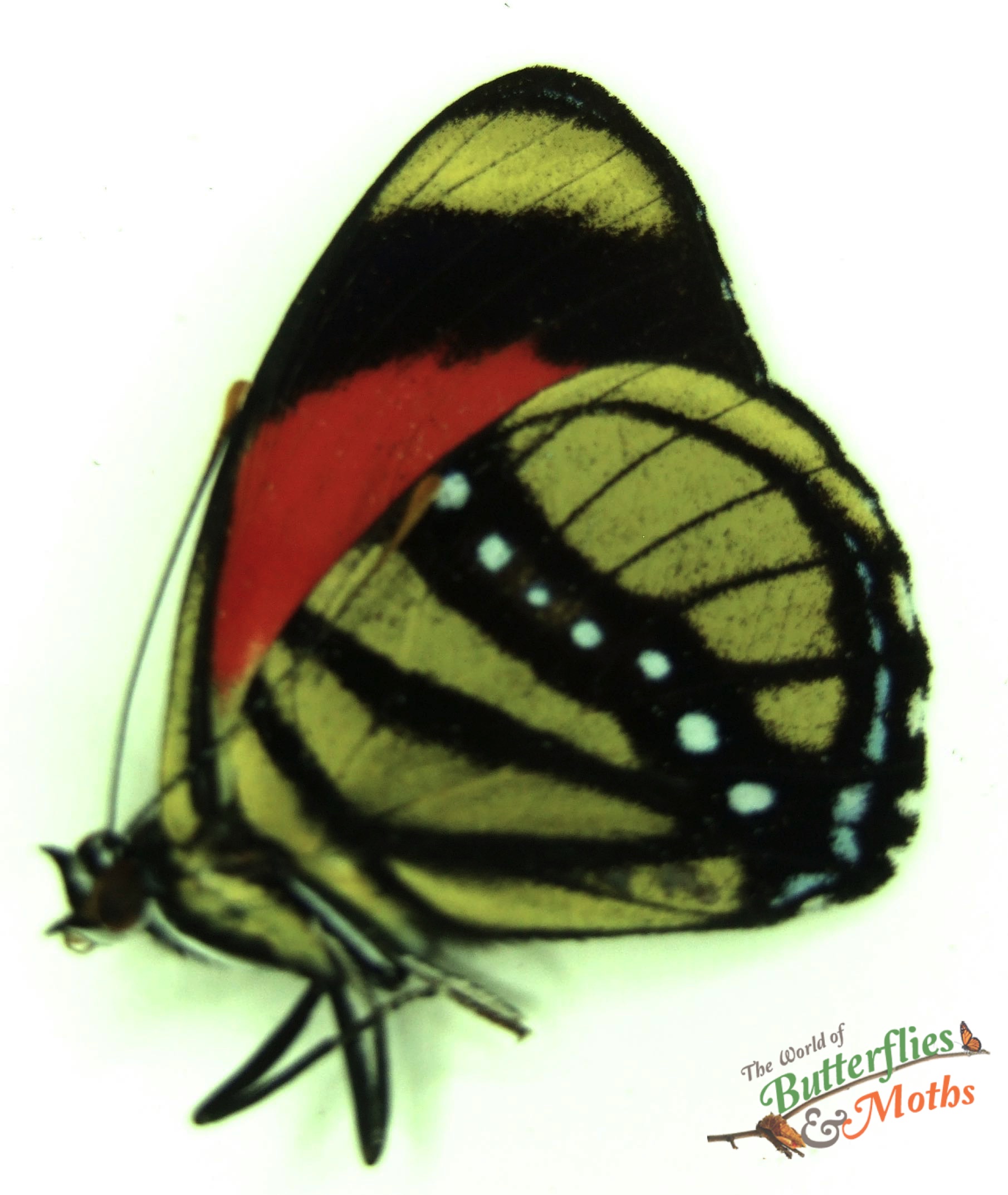 Callicore felderi cajetani PERU - World of Butterflies and Moths