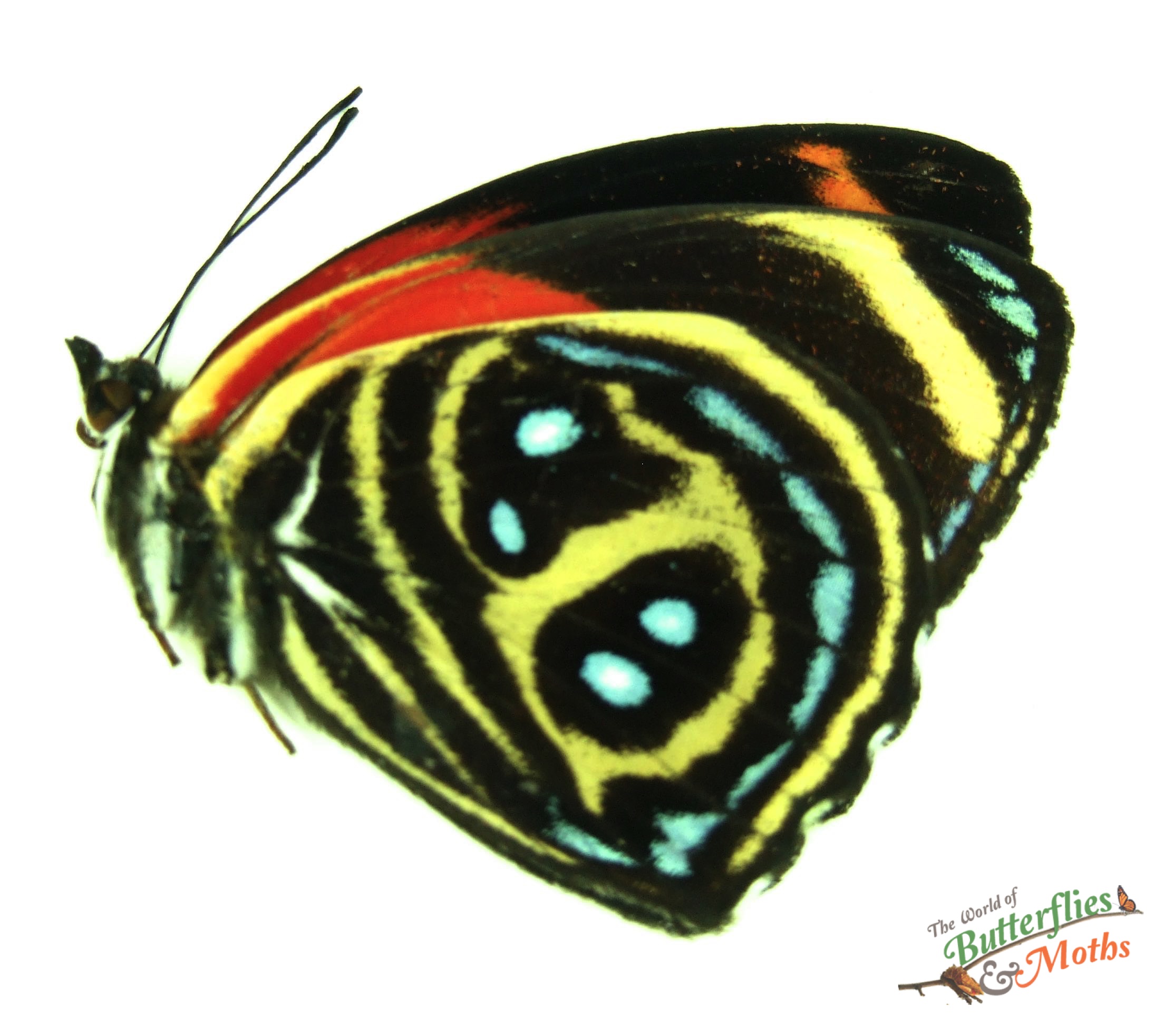 Callicore texa maimuna Numberwing PERU - World of Butterflies and Moths