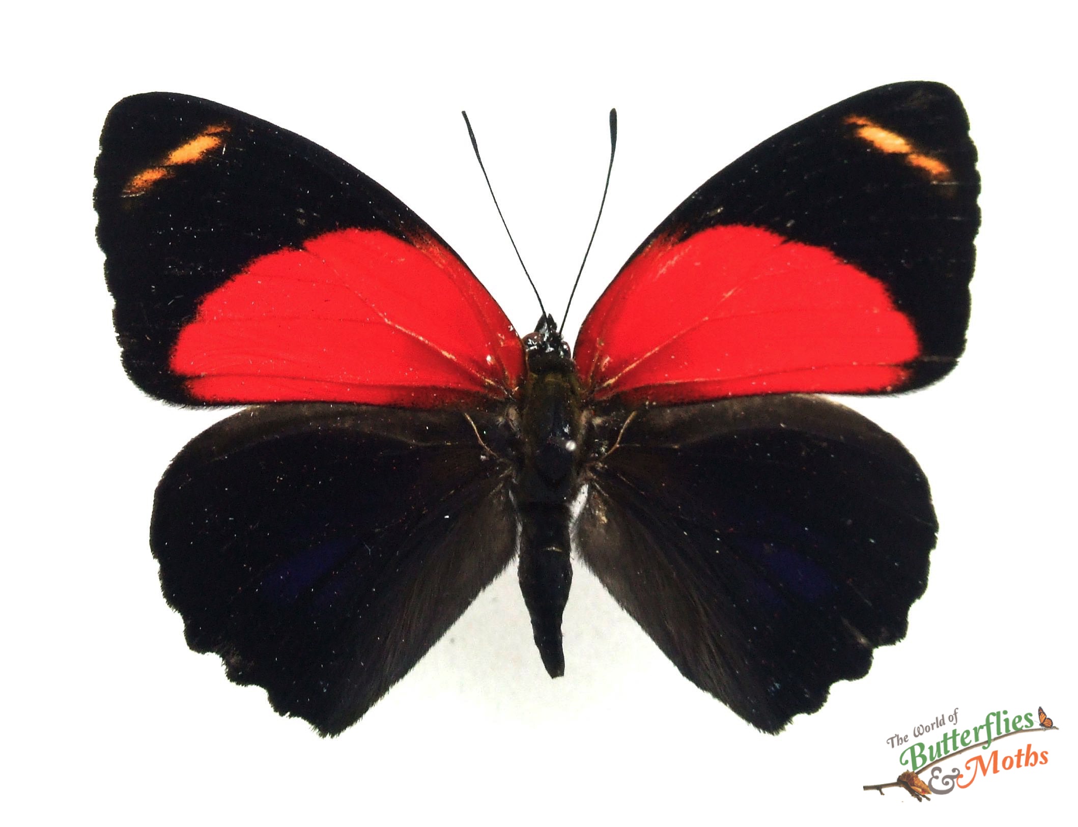 Callicore texa maimuna Numberwing PERU - World of Butterflies and Moths