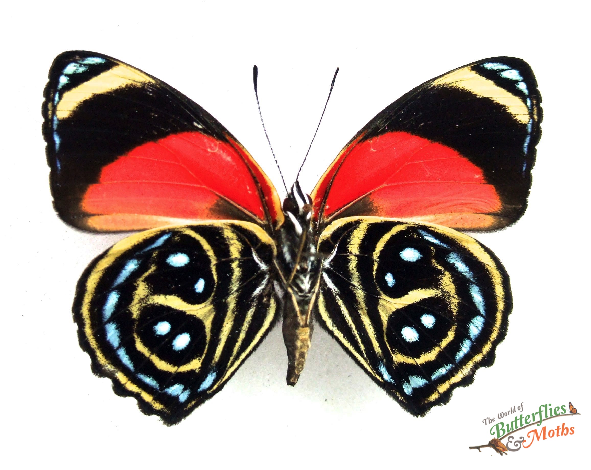 Callicore texa maimuna Numberwing PERU - World of Butterflies and Moths