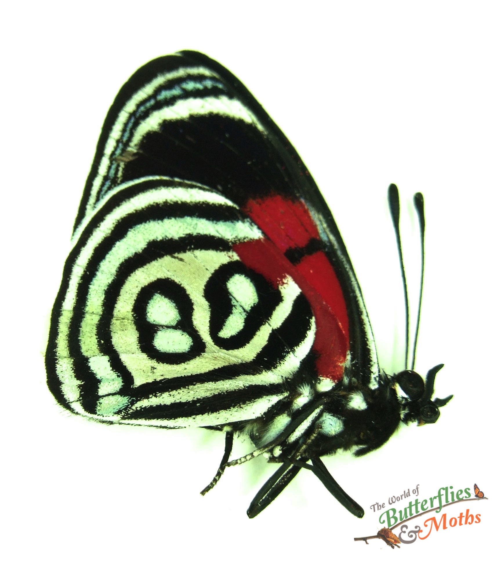 Catacore kolyma PERU - World of Butterflies and Moths