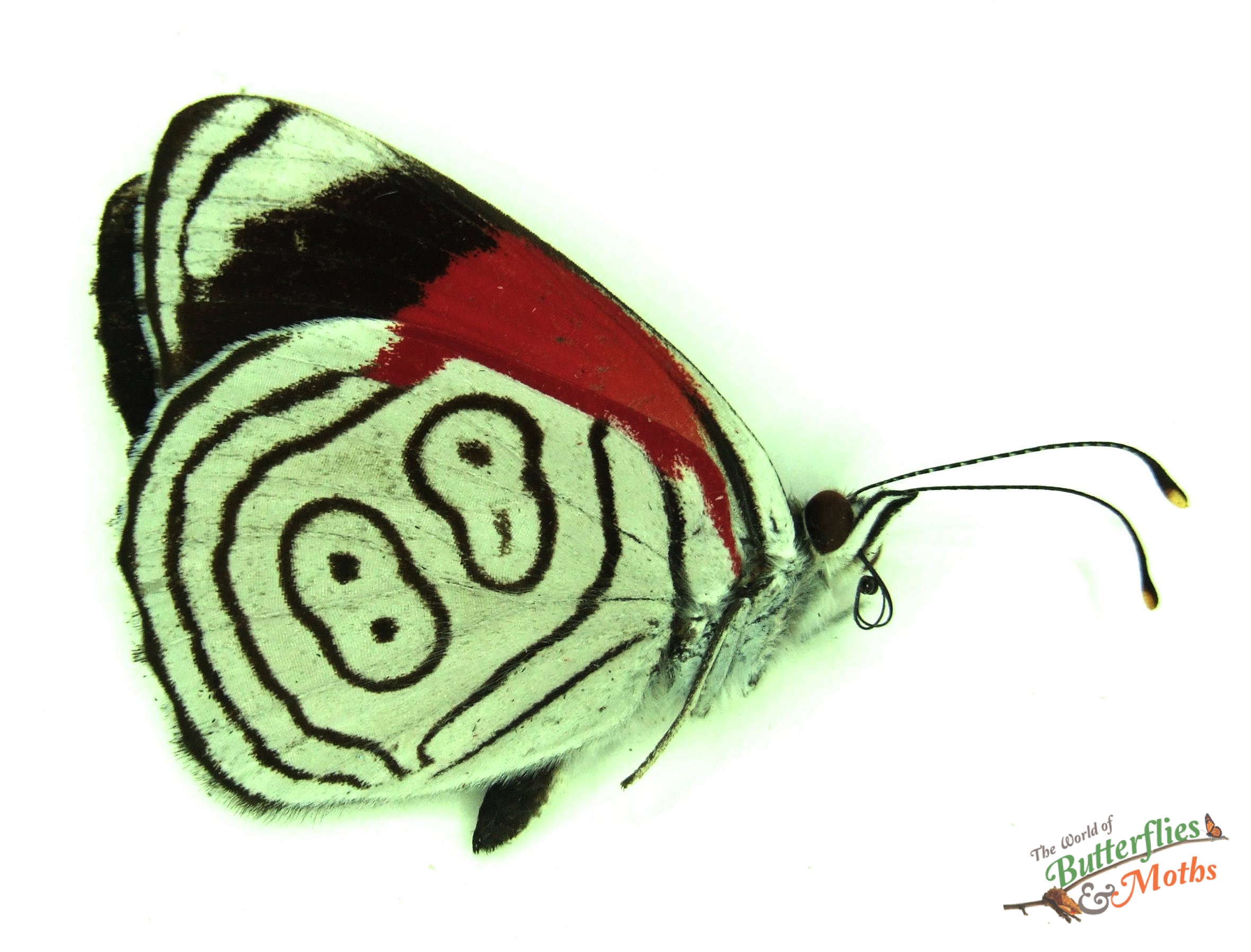 Diaethria anna eighty-eight MEXICO - World of Butterflies and Moths