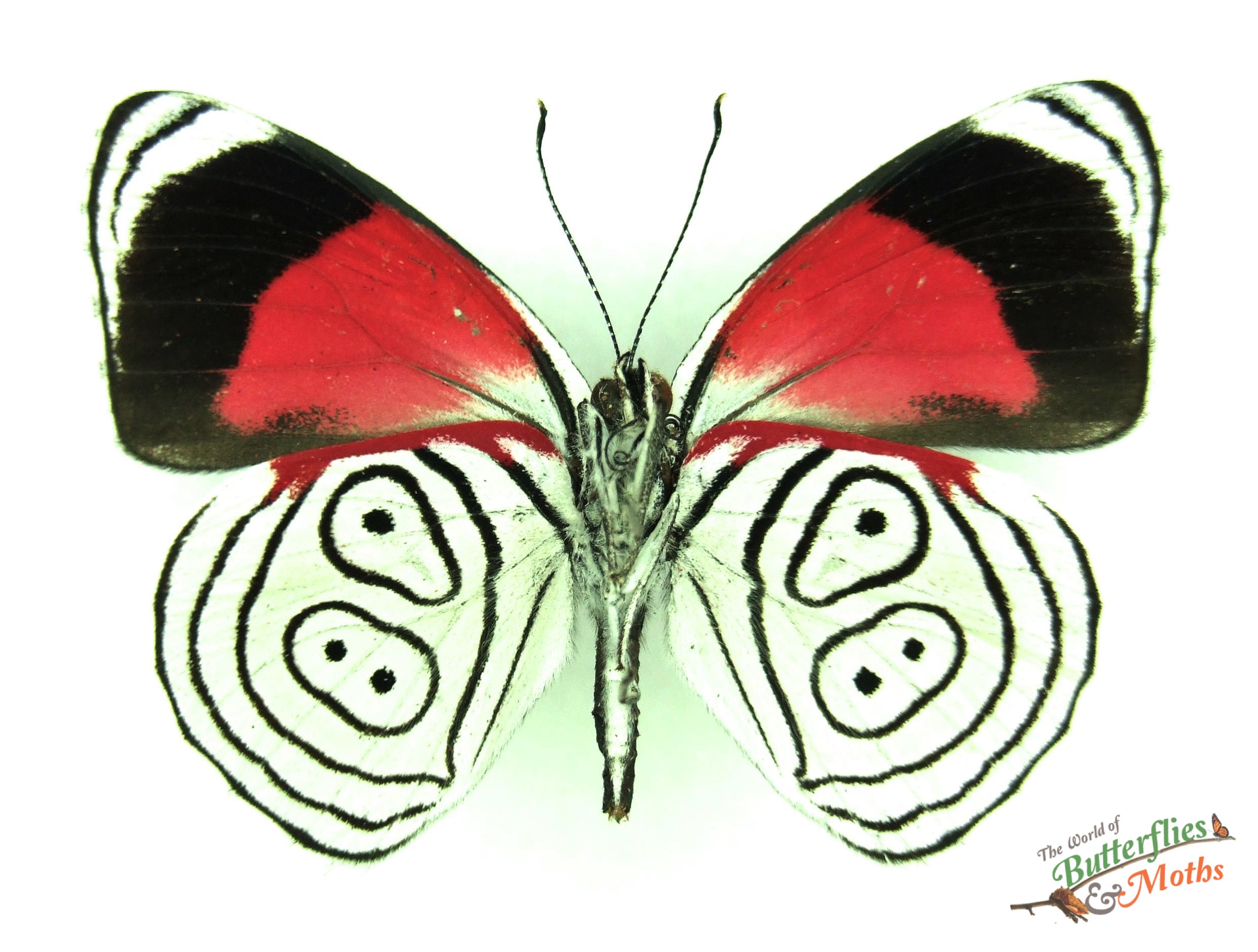 Diaethria anna neglecta PERU - World of Butterflies and Moths