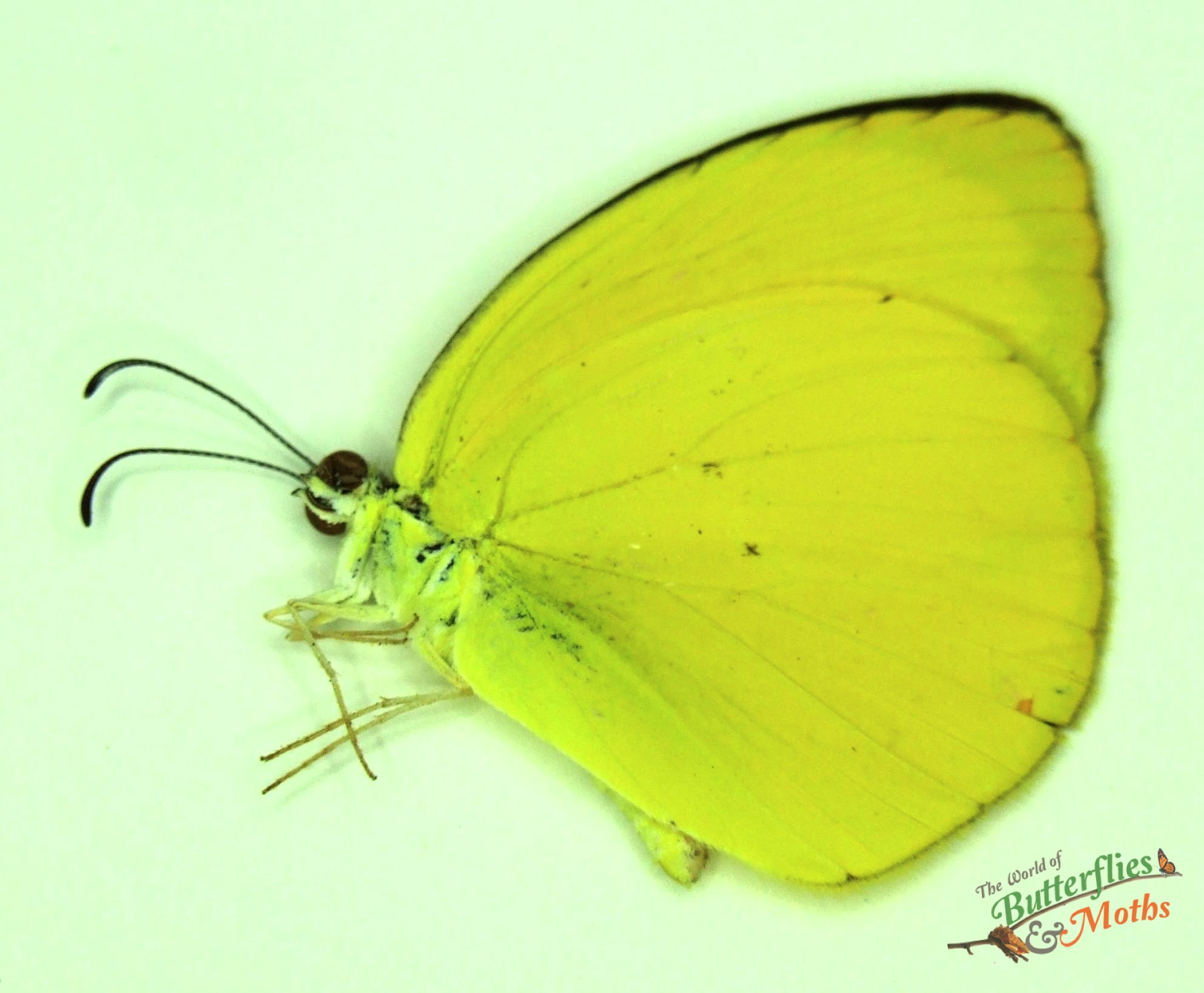 Eurema dina Yellow MEXICO - World of Butterflies and Moths