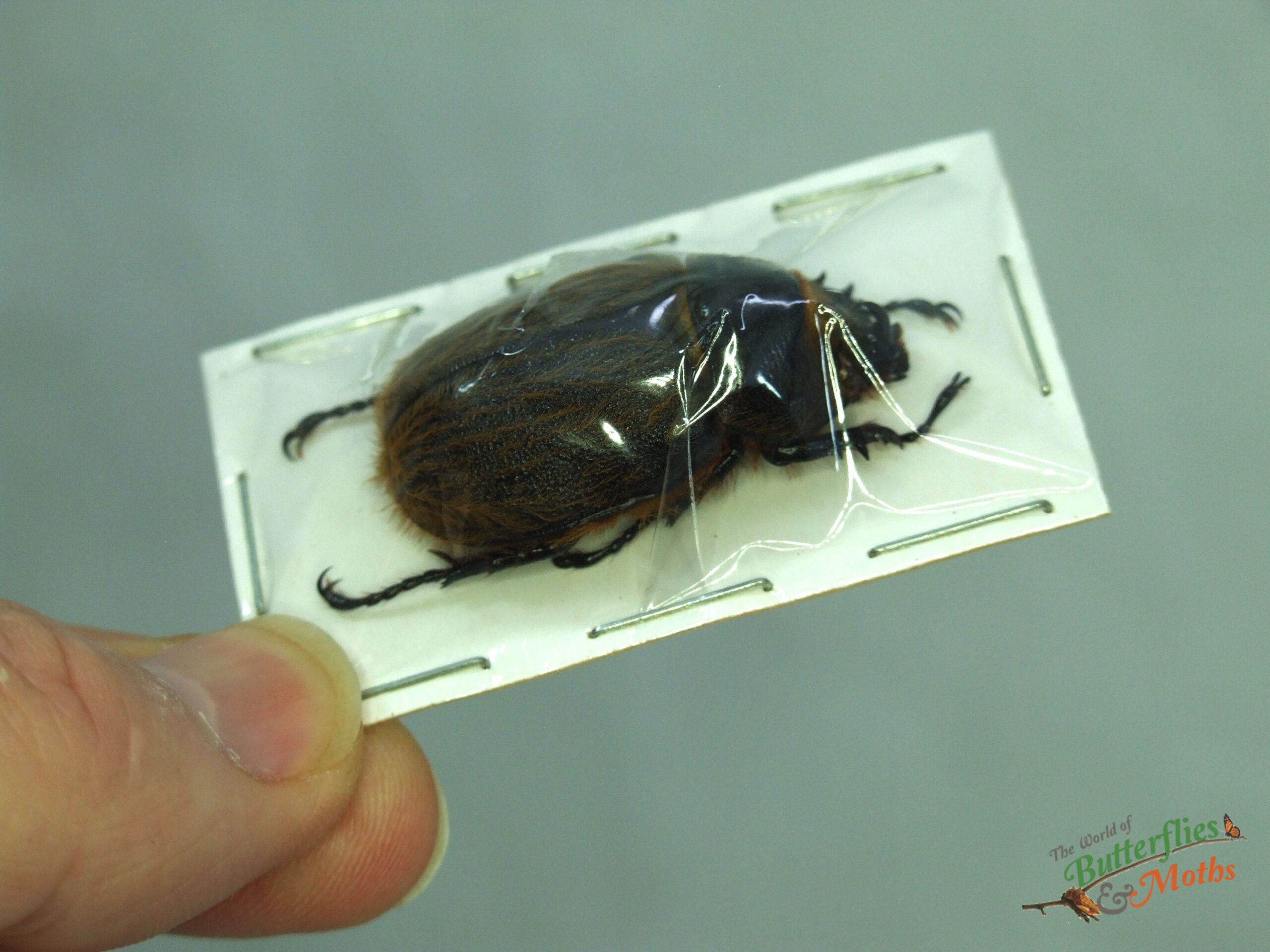 Heterogomphus hirtus PERU (Pair) - World of Butterflies and Moths