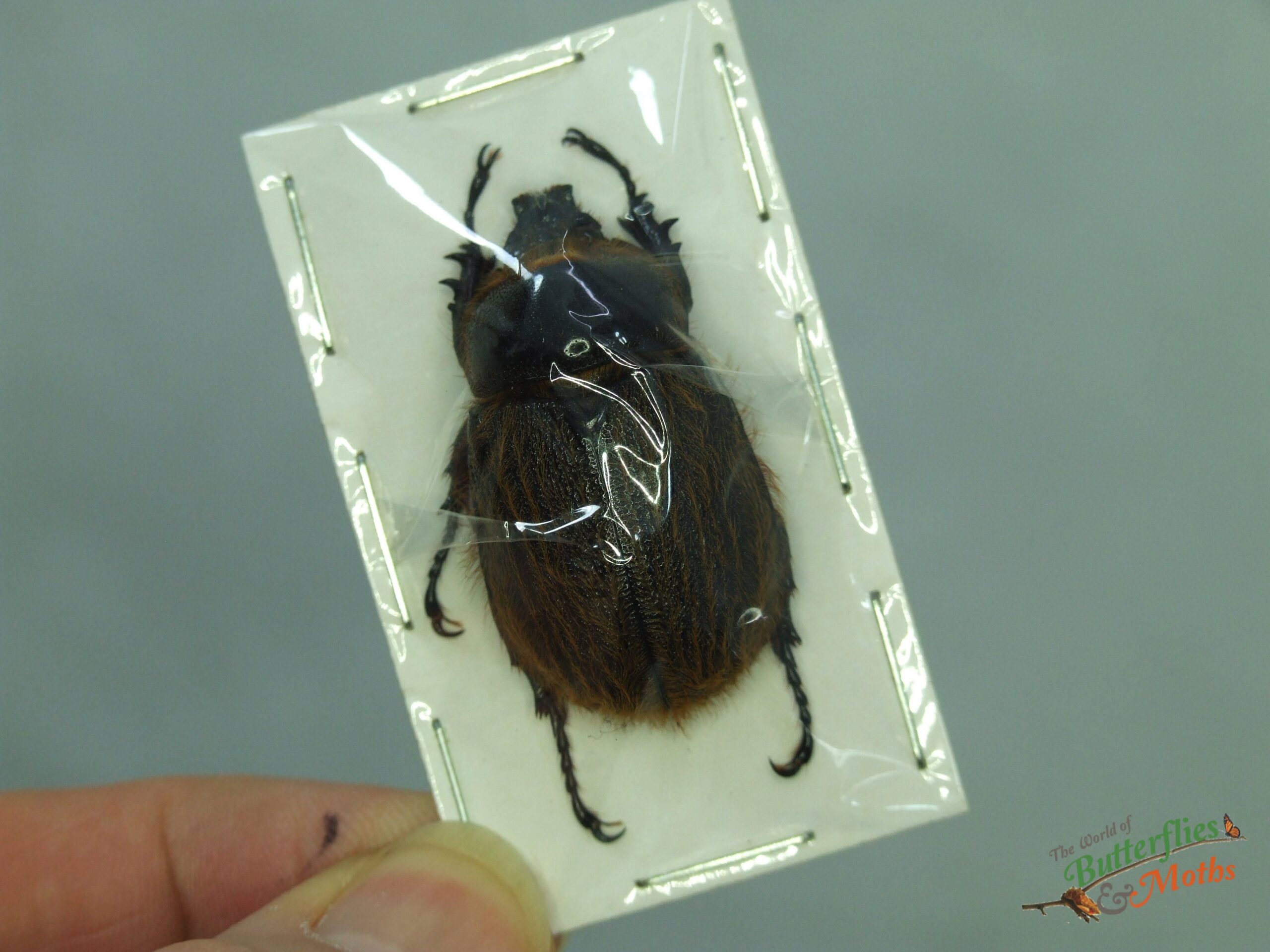 Heterogomphus hirtus PERU (Pair) - World of Butterflies and Moths