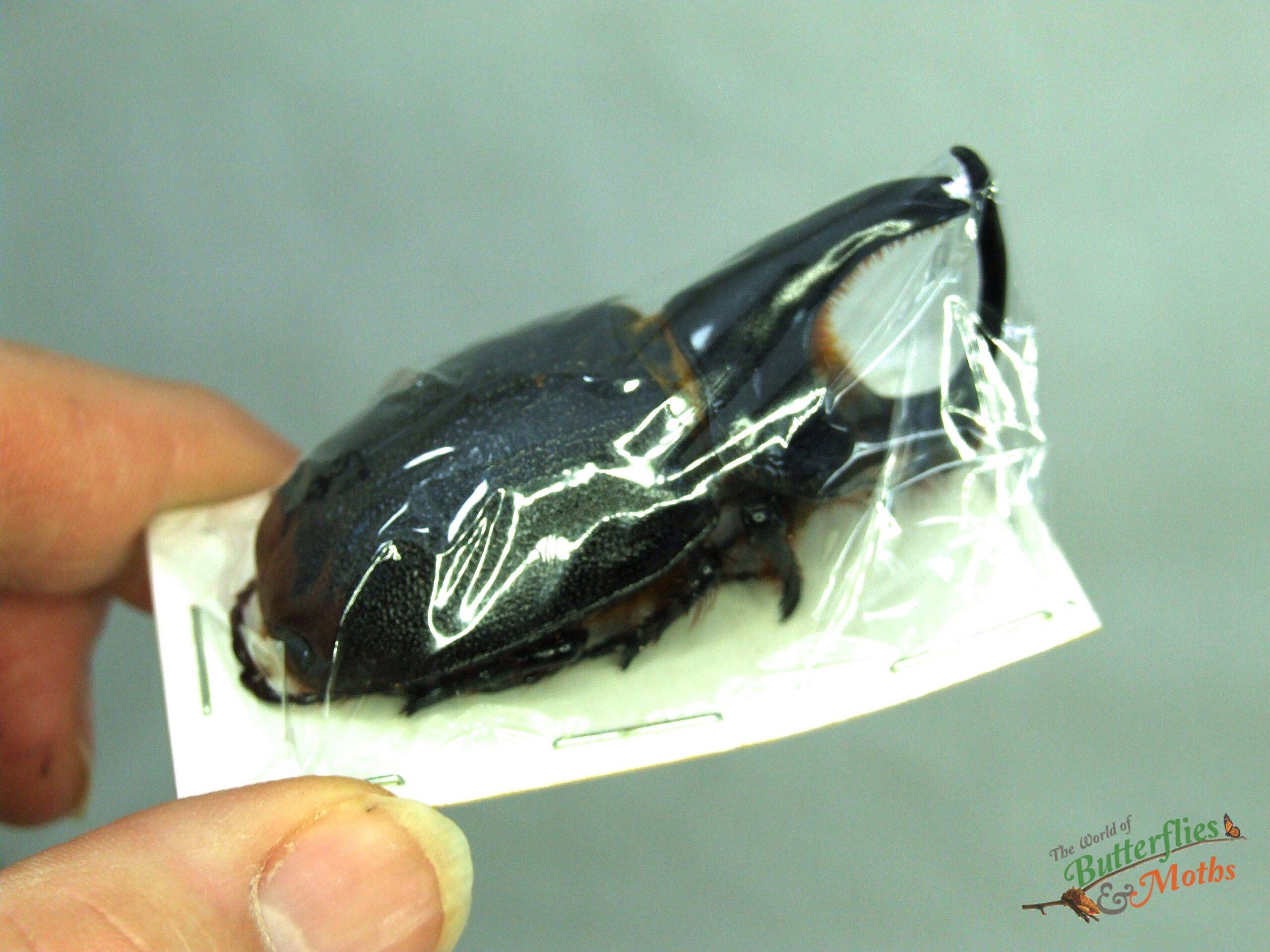 Heterogomphus schoenherri PERU (63mm) - World of Butterflies and Moths